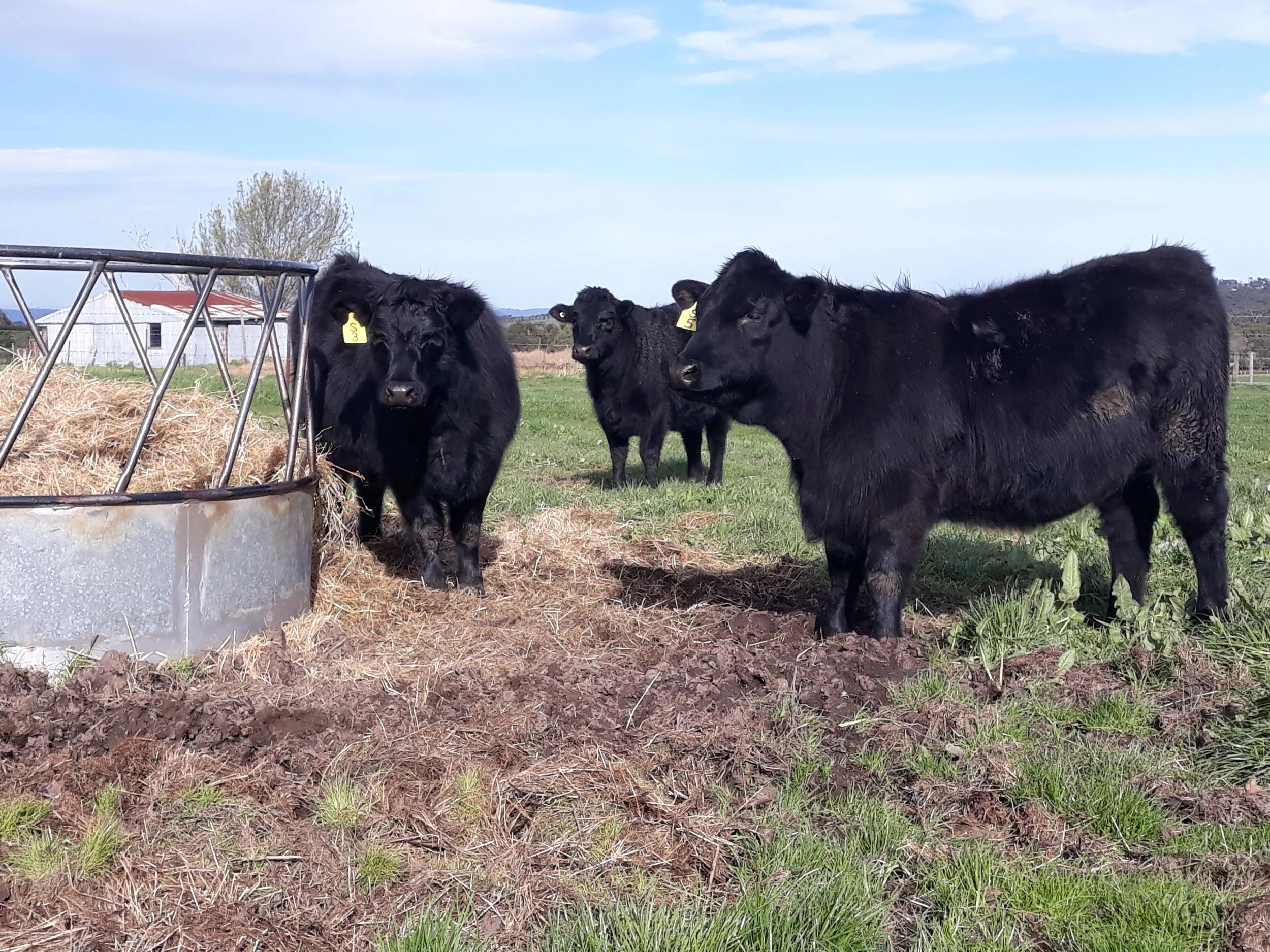Welsh Black Cattle - Buchanan Park Females — Australian Welsh Black ...