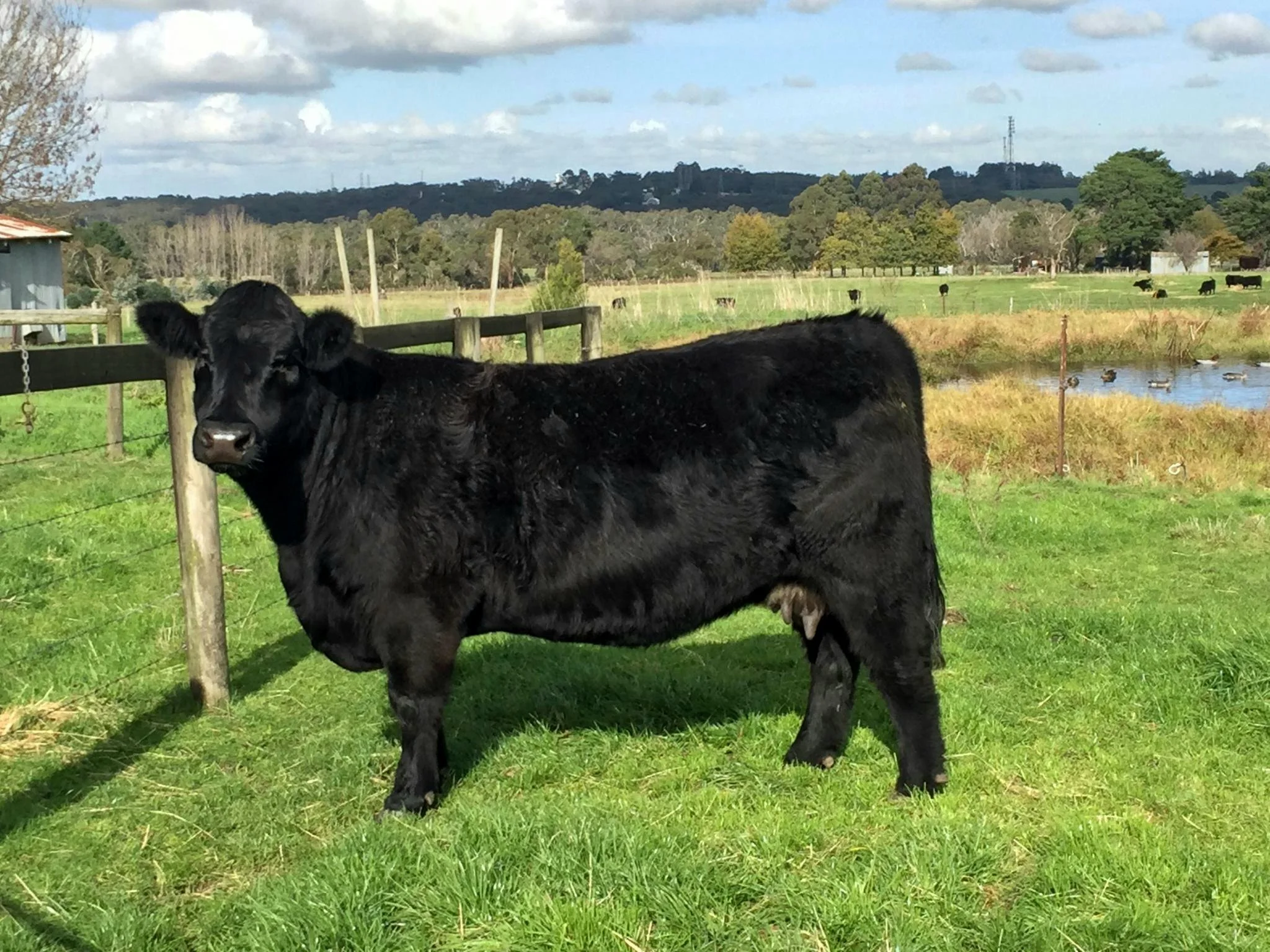 Welsh Black Cattle - Buchanan Park Females — Australian Welsh Black ...