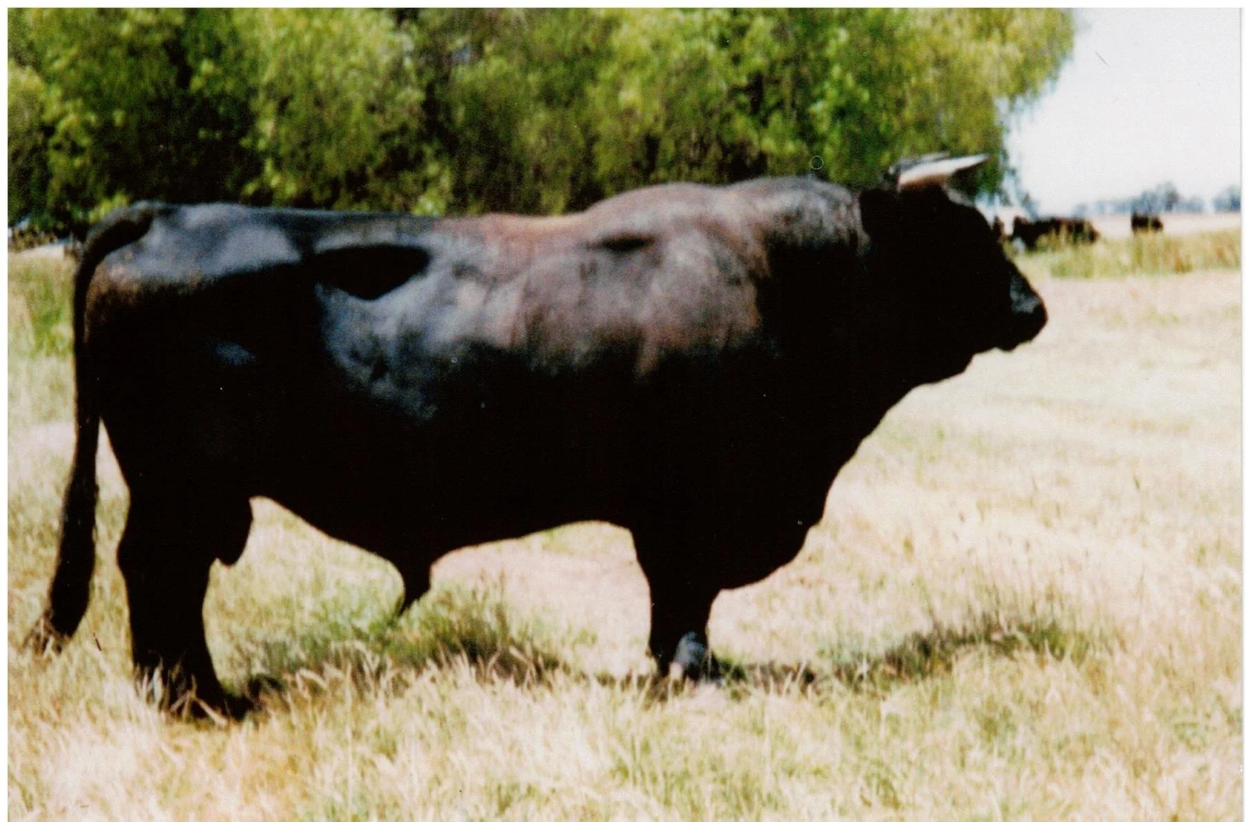 Welsh Black Cattle - Straws for sale — Australian Welsh Black Cattle ...