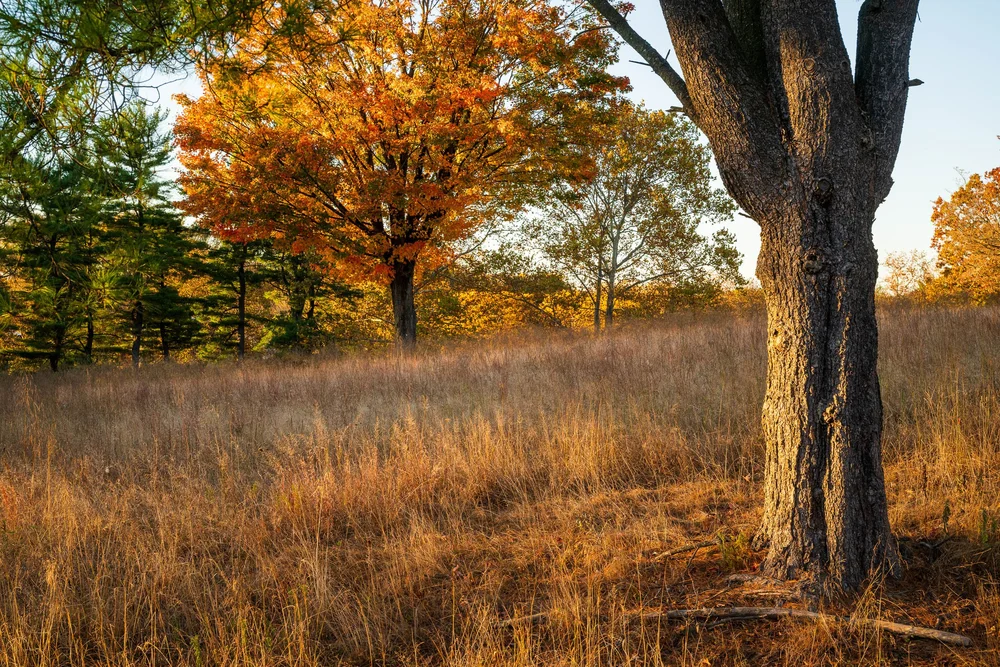 Meadow Design — Phyto Studio