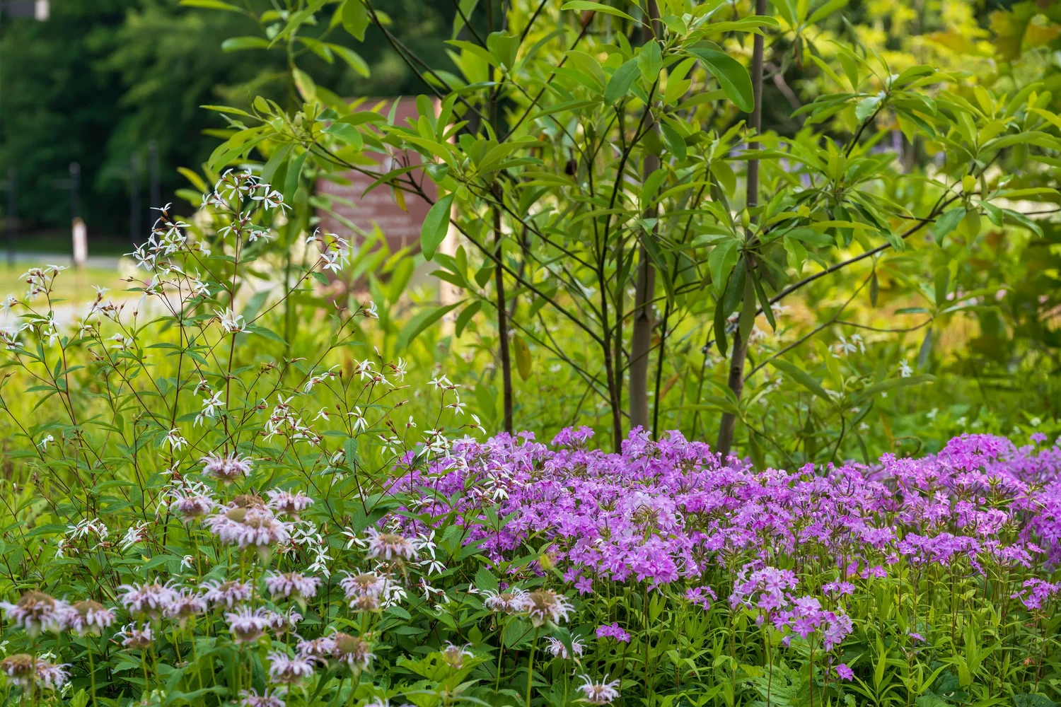 Meadow Design — Phyto Studio