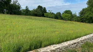 Meadow Design — Phyto Studio