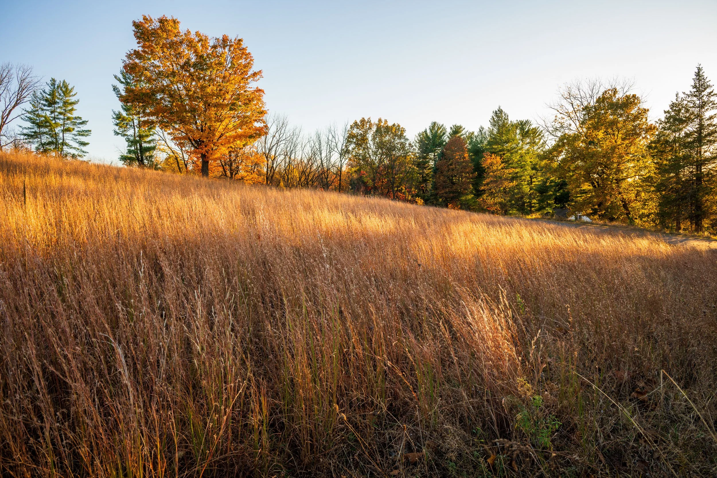 Meadow Design — Phyto Studio