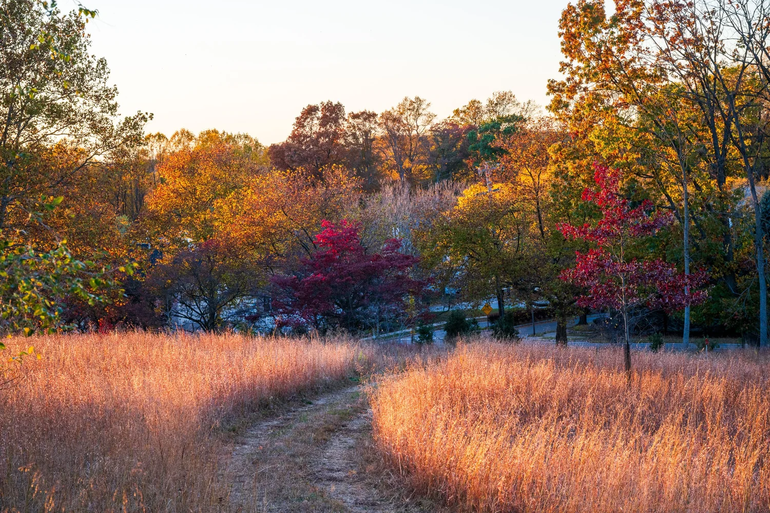 Meadow Design — Phyto Studio