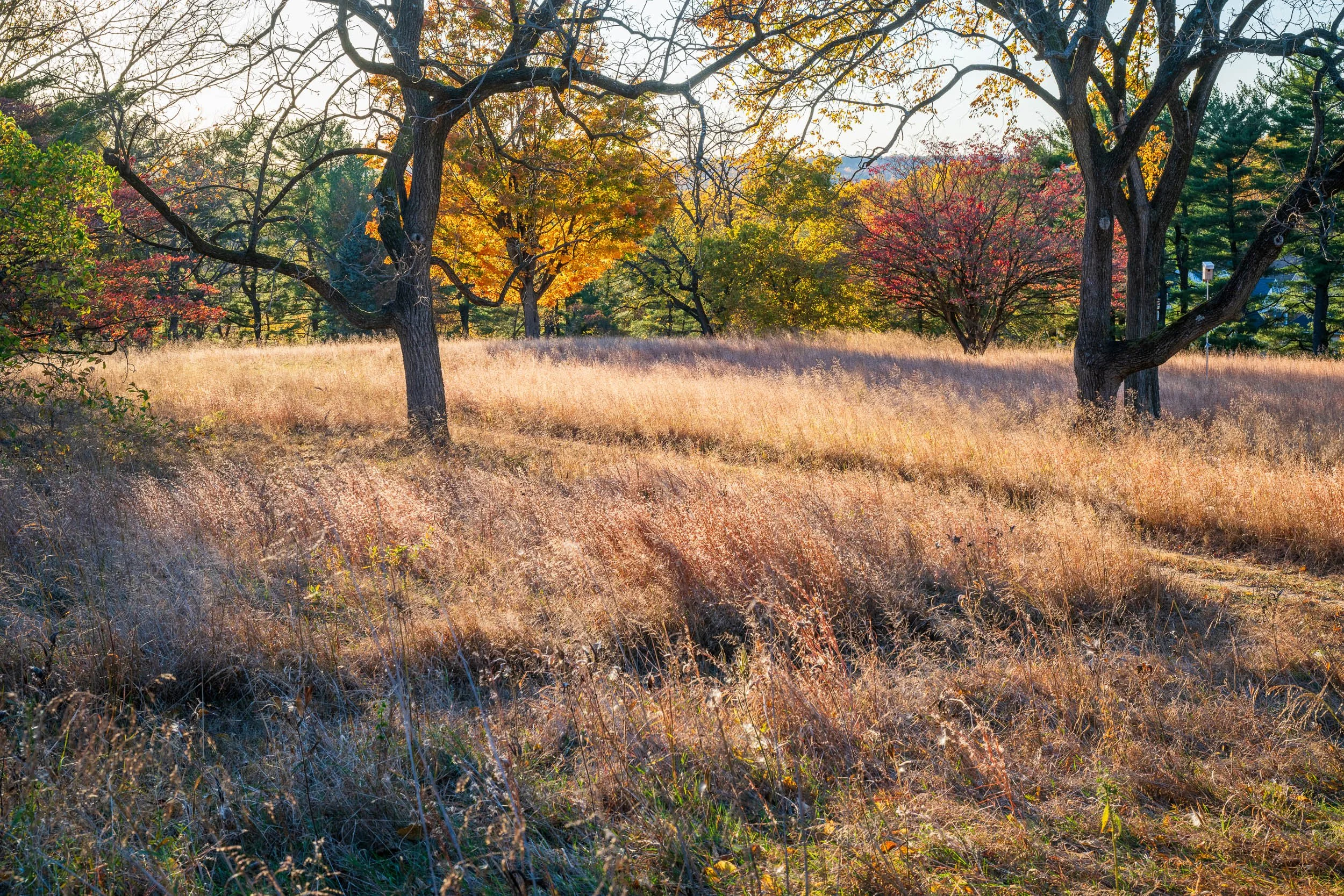 Meadow Design — Phyto Studio