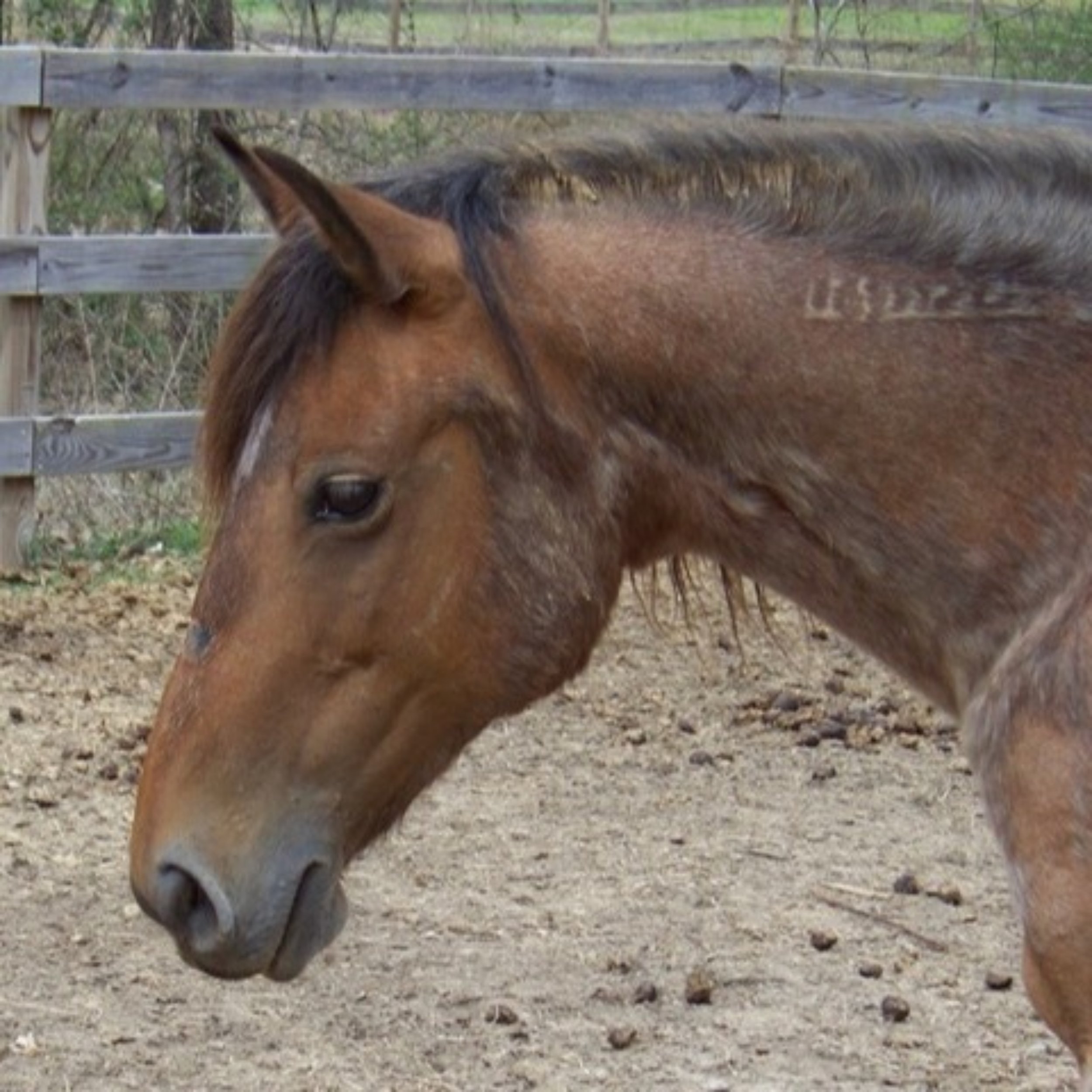 Meet the Herd — StrideAhead