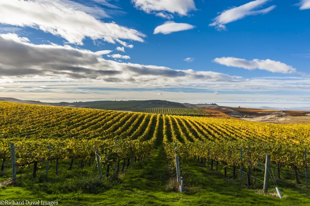 Vineyards — Sagemoor Vineyards