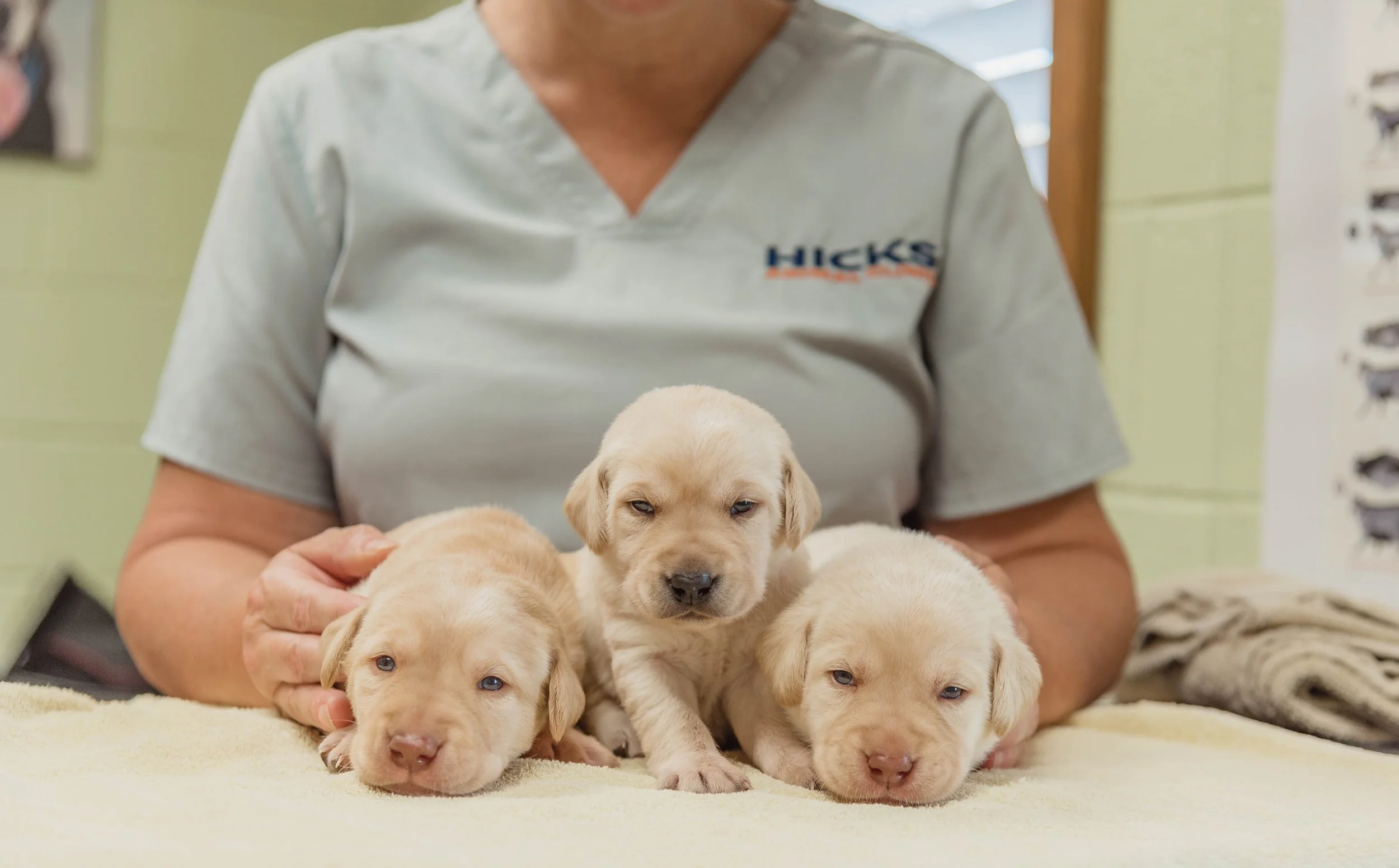 Hicks Animal Clinic - Rocky Mount Vet & Animal Hospital