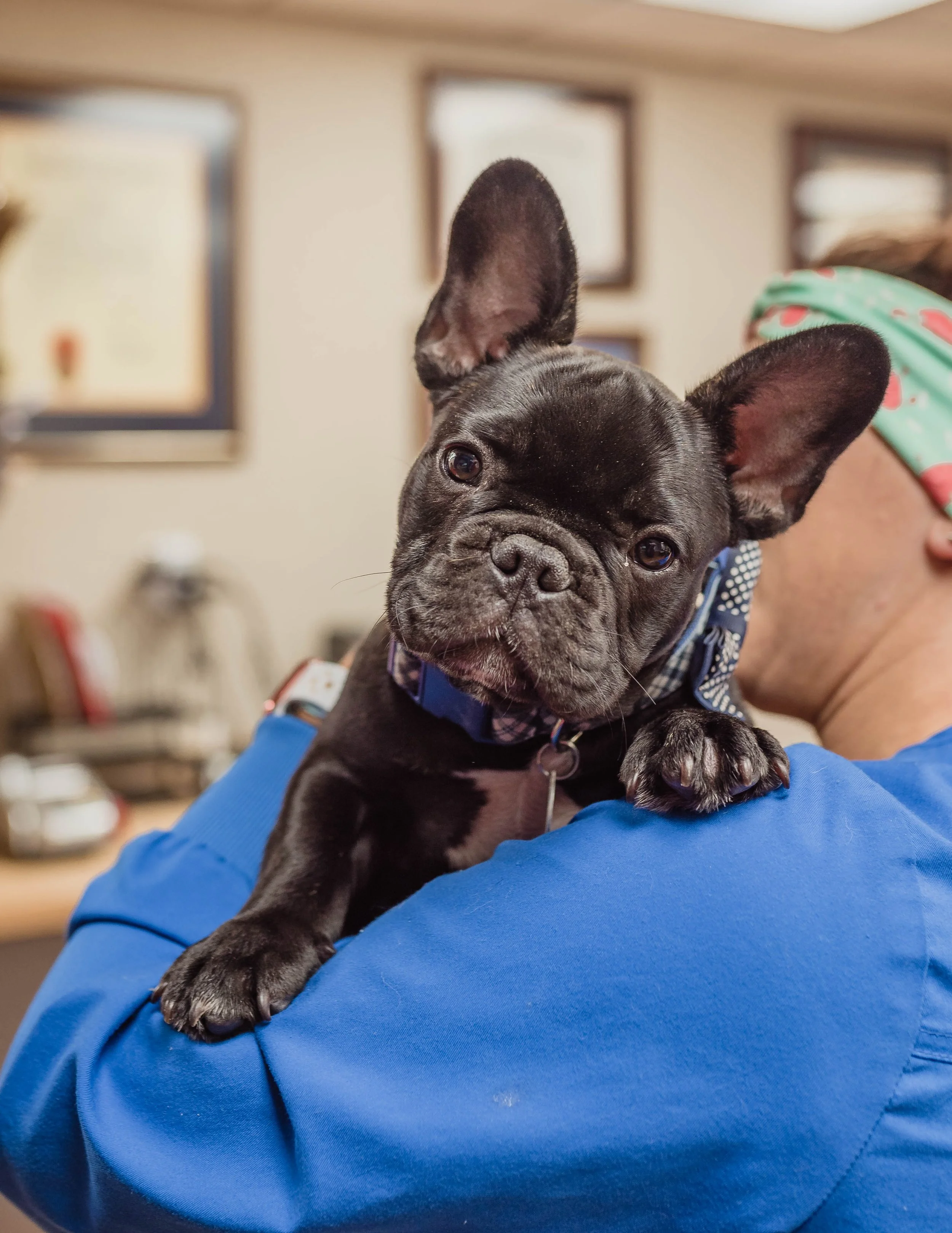 Staff Unleashed - Animal Hospital - Wilson, NC - Hicks Animal Clinic