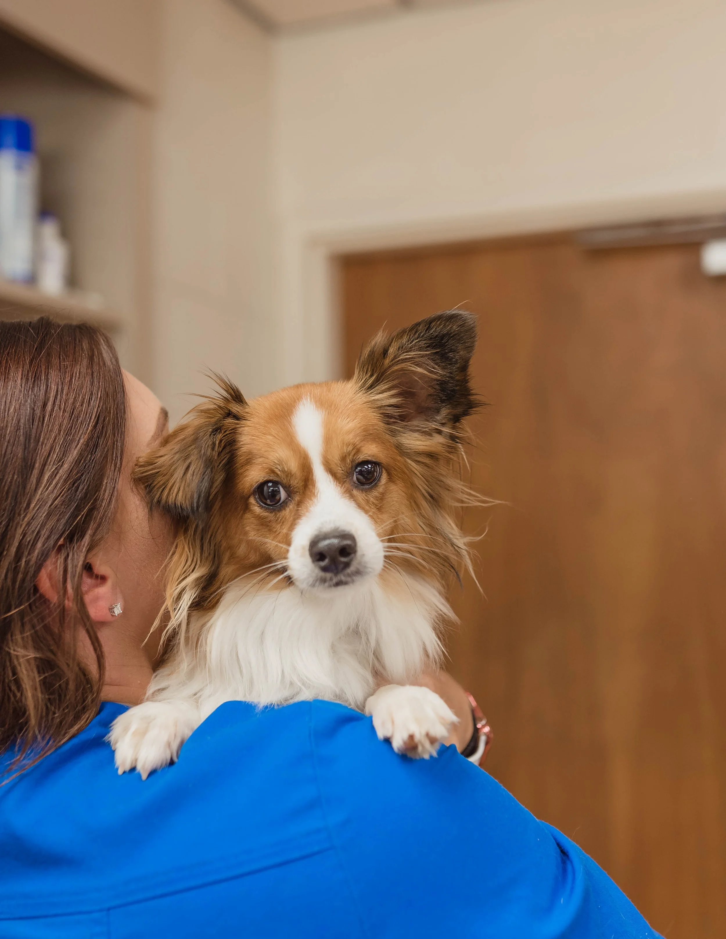 Dog and Cat Boarding - Roanoke Rapids, Wilson, & Rocky Mount, NC ...