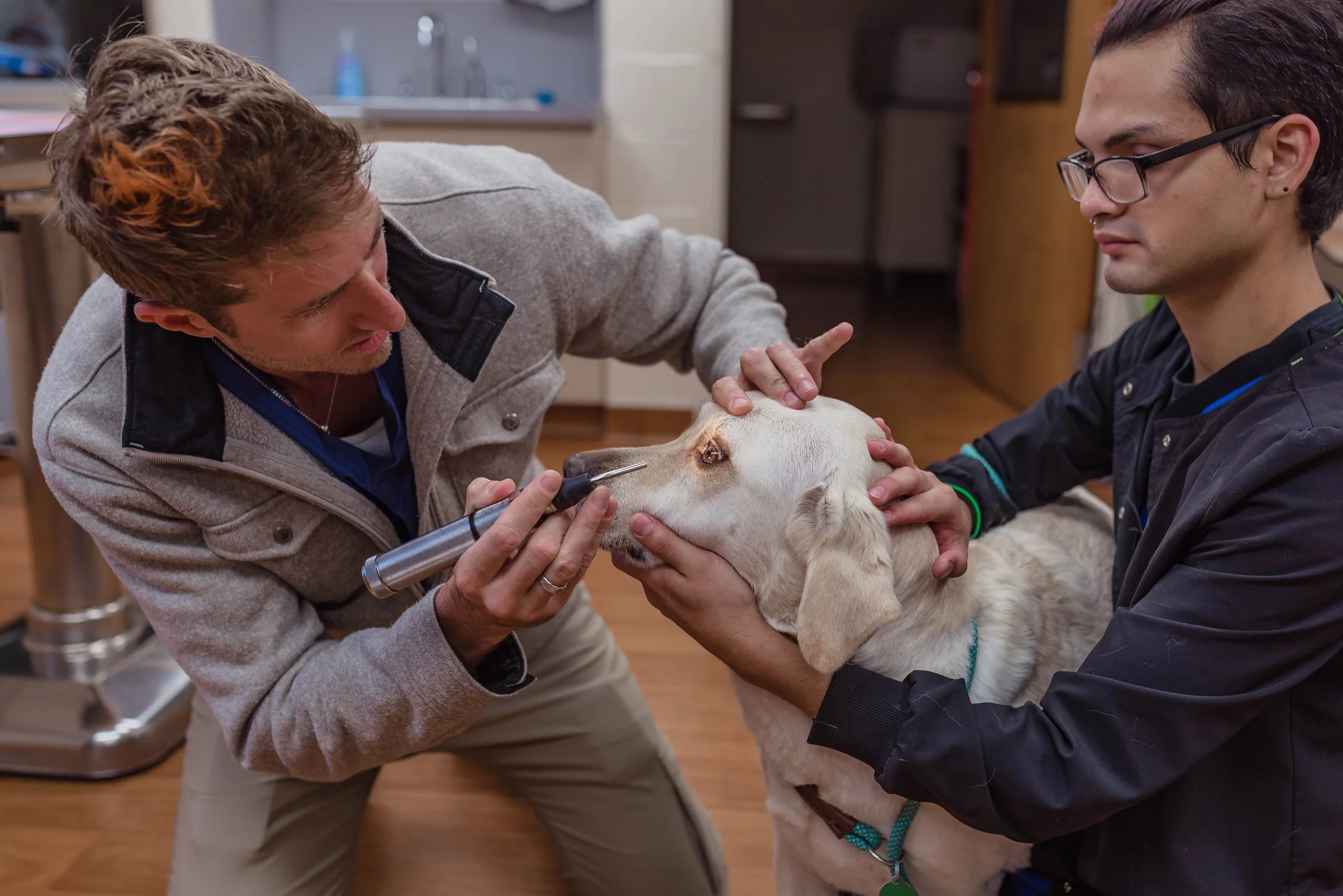 Veterinary Care Team - Animal Hospital - Hicks Animal Clinic