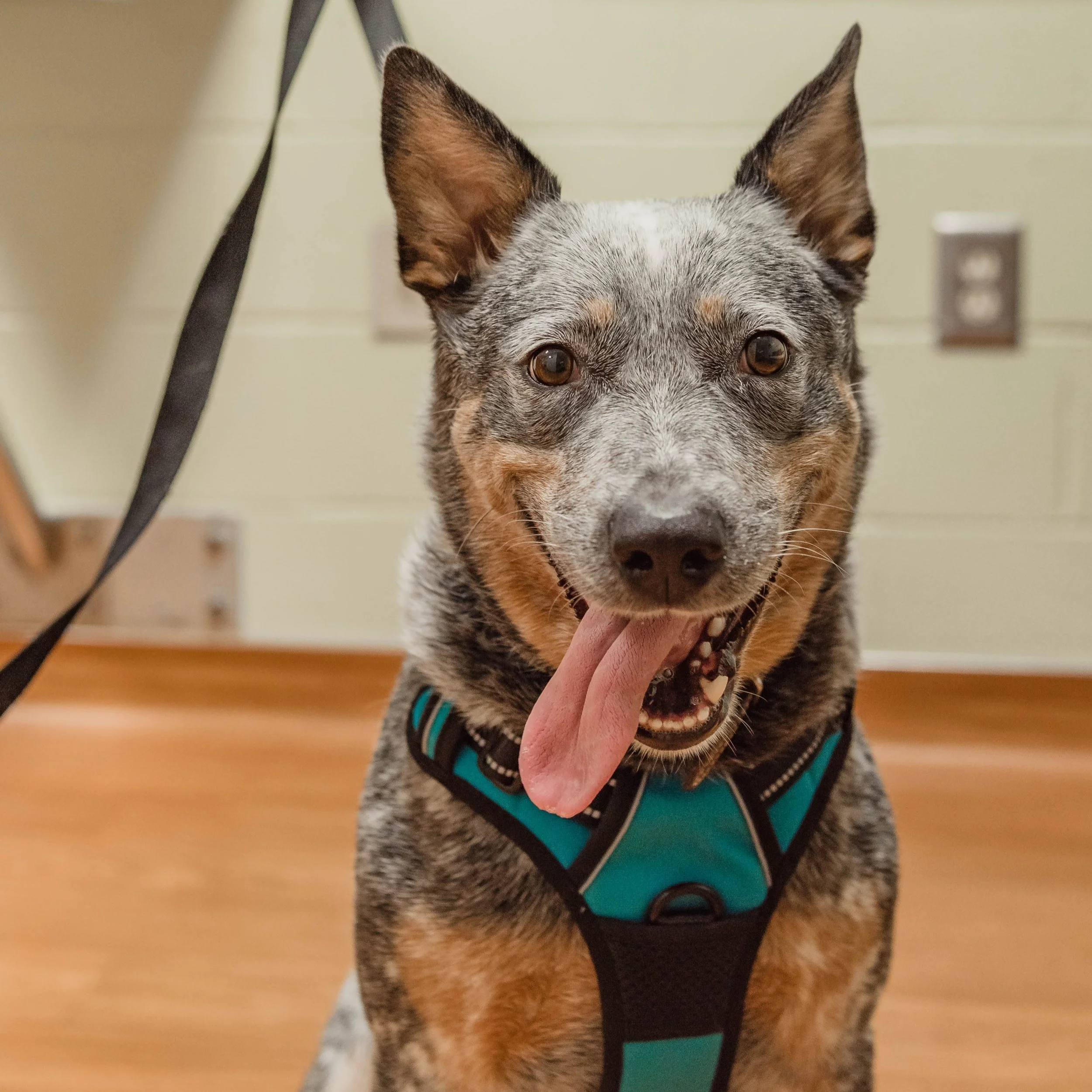 Dog and Cat Boarding - Roanoke Rapids, Wilson, & Rocky Mount, NC ...