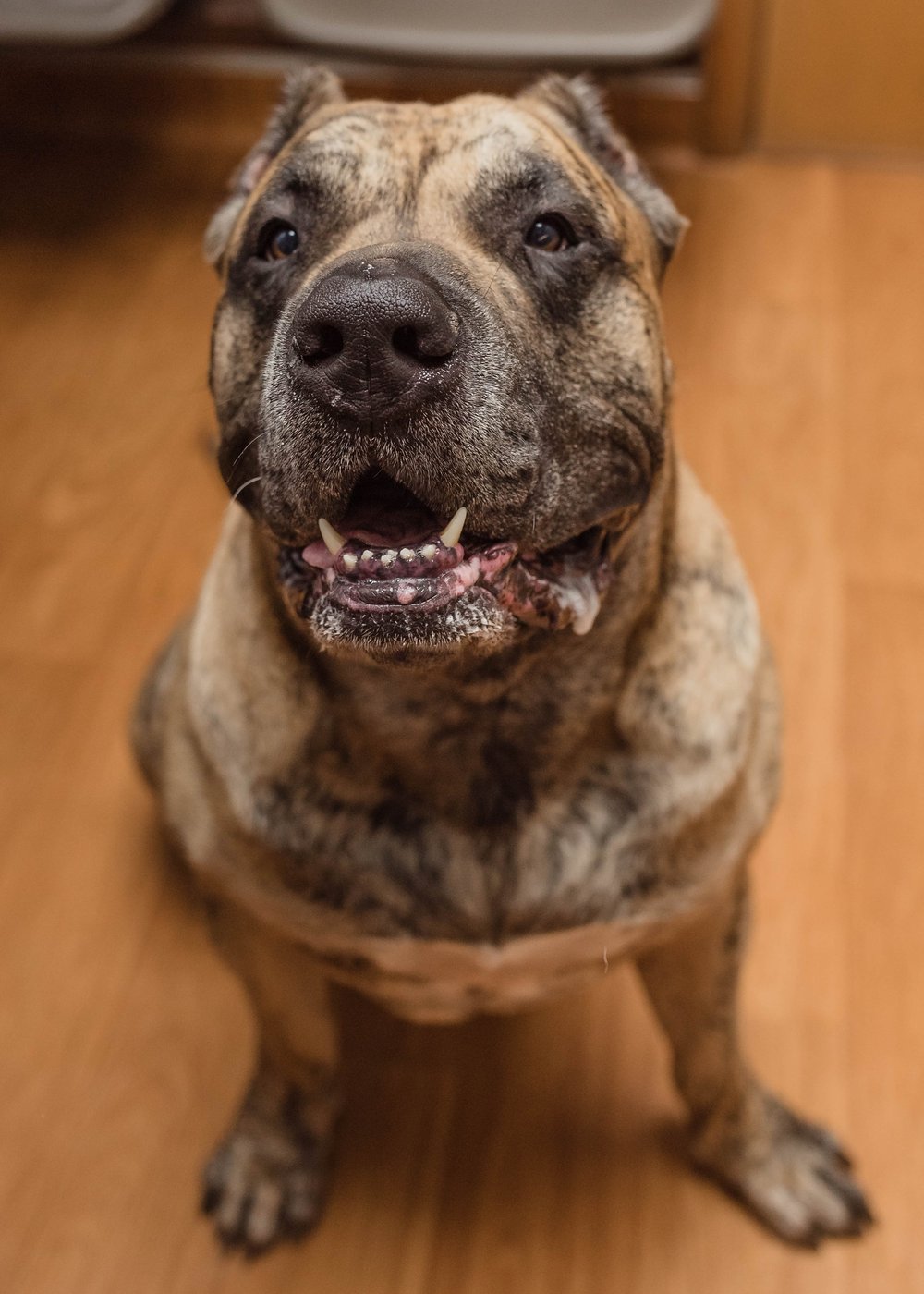 Hicks Animal Clinic - Rocky Mount Vet & Animal Hospital