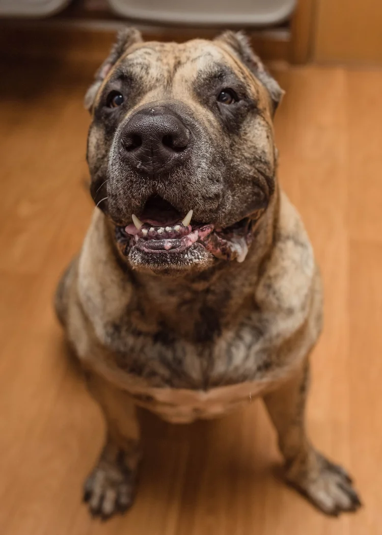 Hicks Animal Clinic - Rocky Mount Vet & Animal Hospital