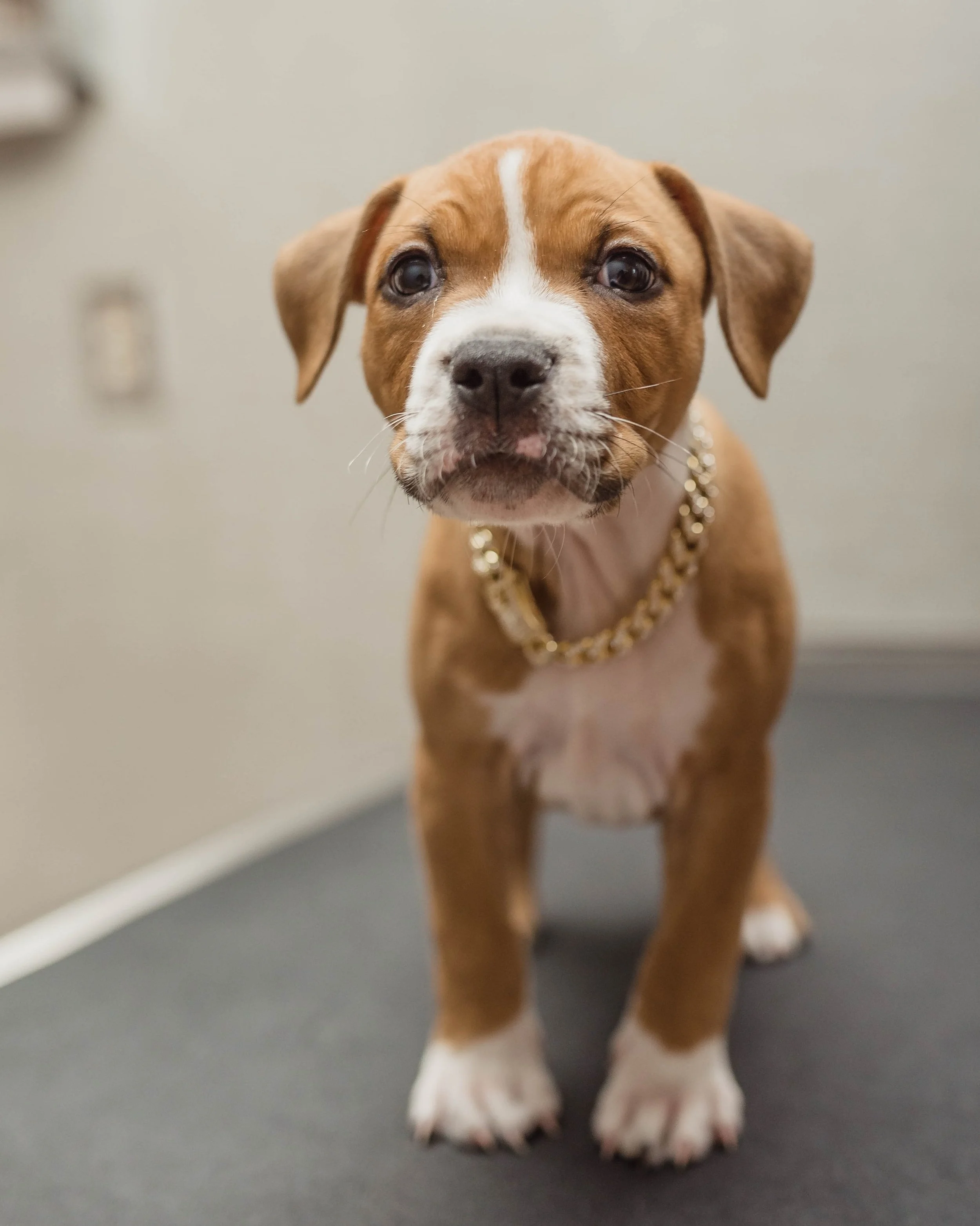 Hicks Animal Clinic - Rocky Mount Vet & Animal Hospital