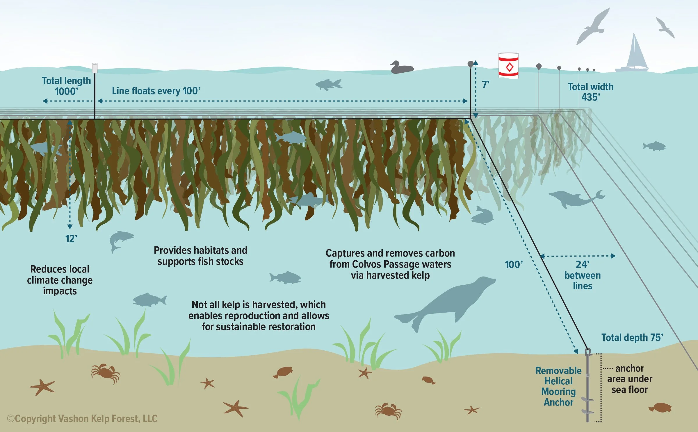 The Project — Vashon Kelp Forest