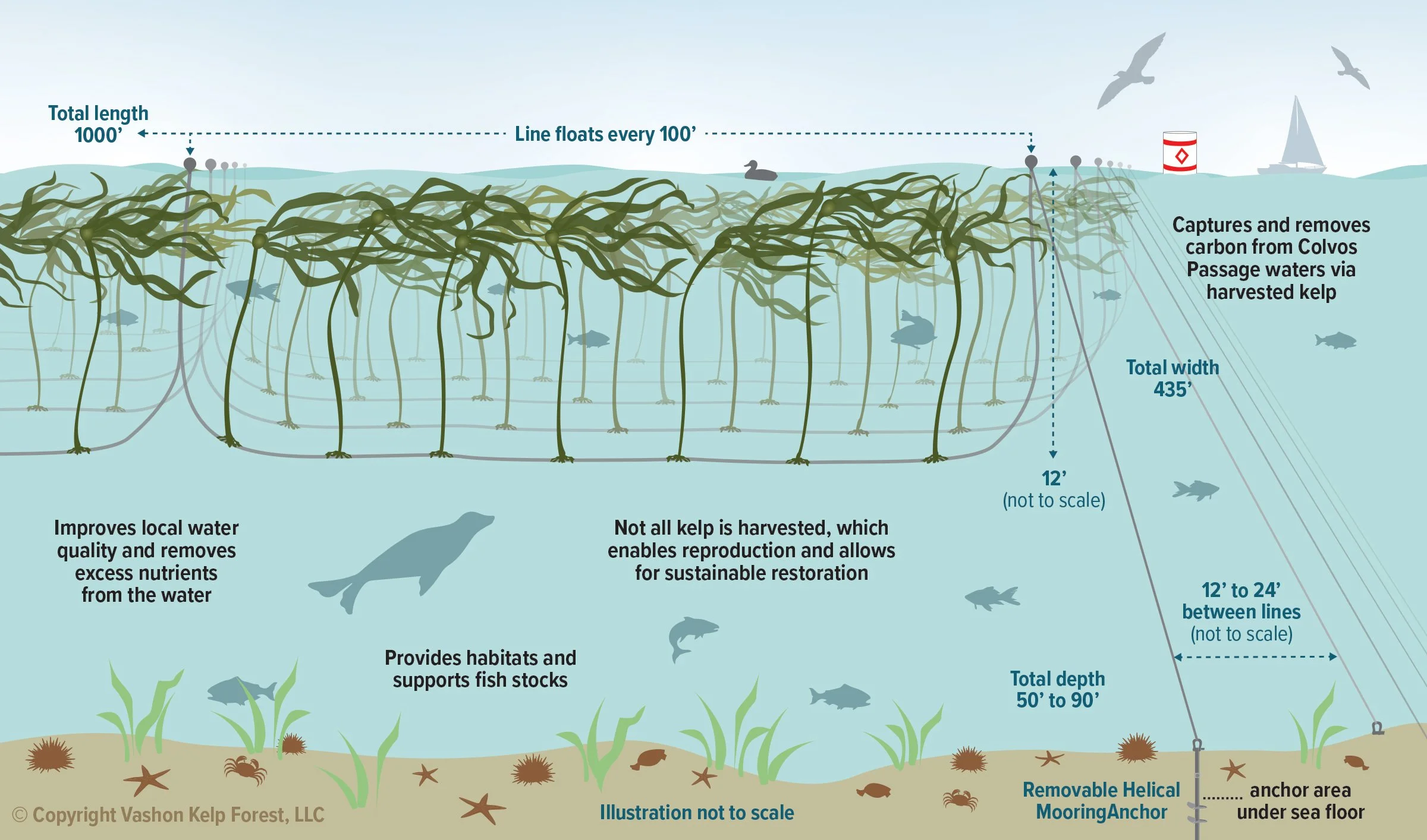 Kelp Forest Ecosystem Diagram