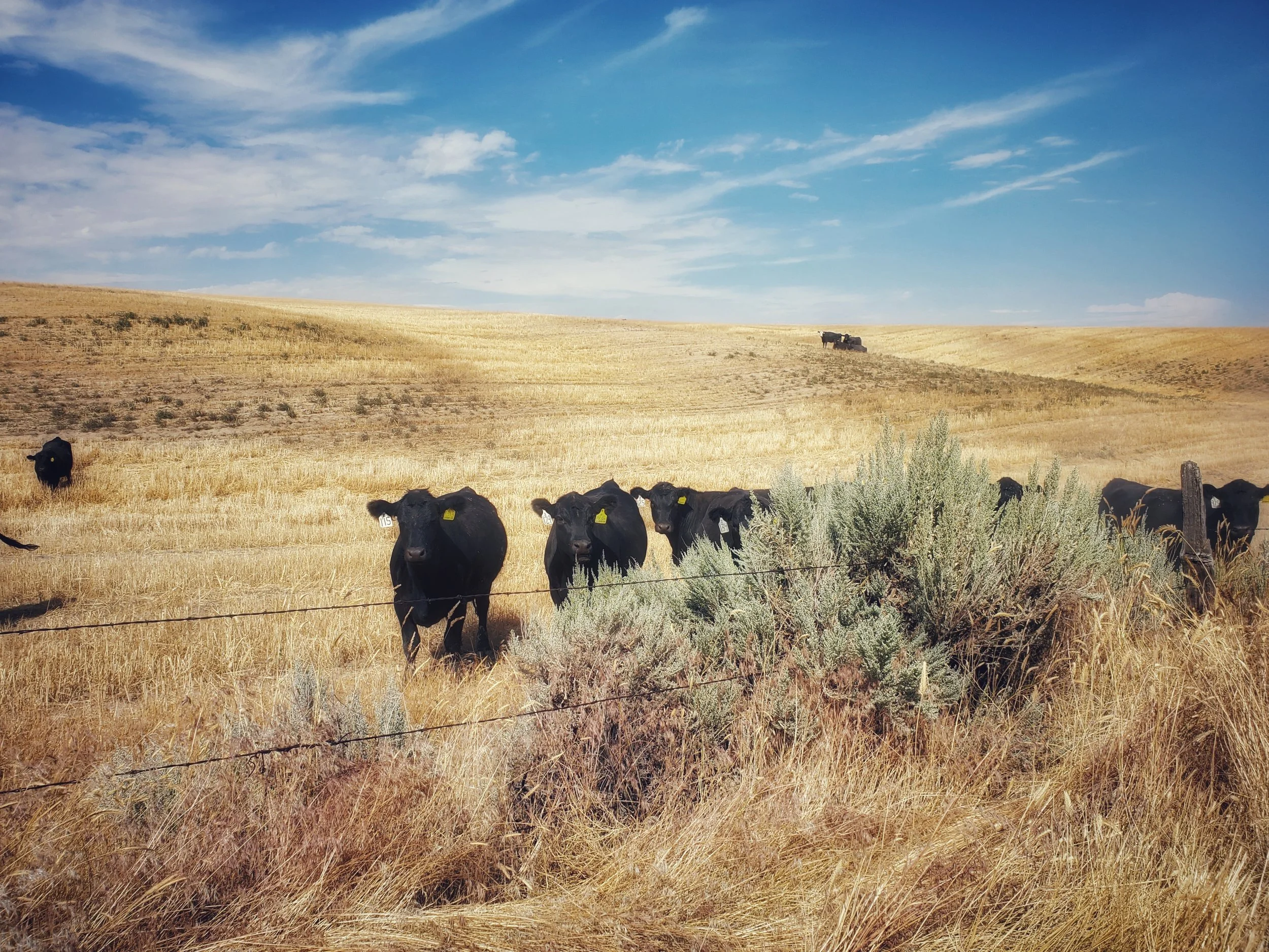 August Farm Update — Farm Fresh Beef
