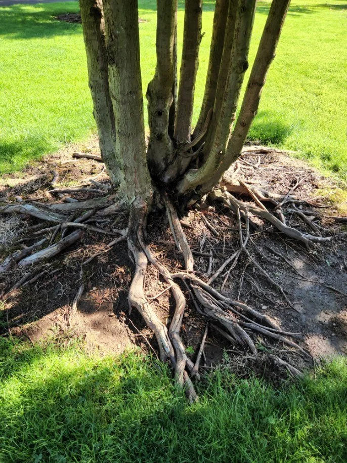 Services & Fees — Wild Roots Therapy