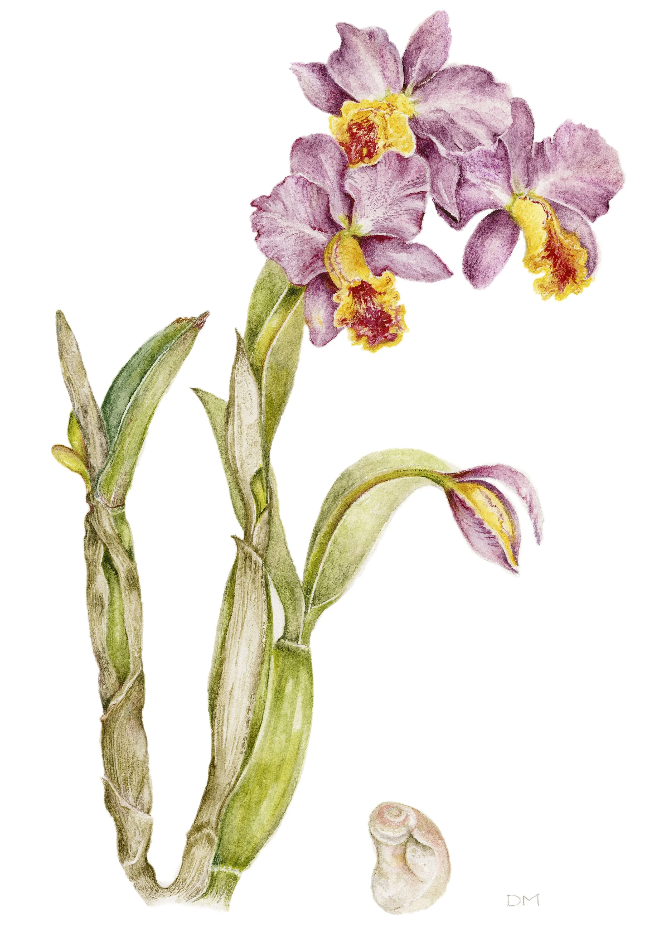 General 2 — Deborah Montgomerie, artist