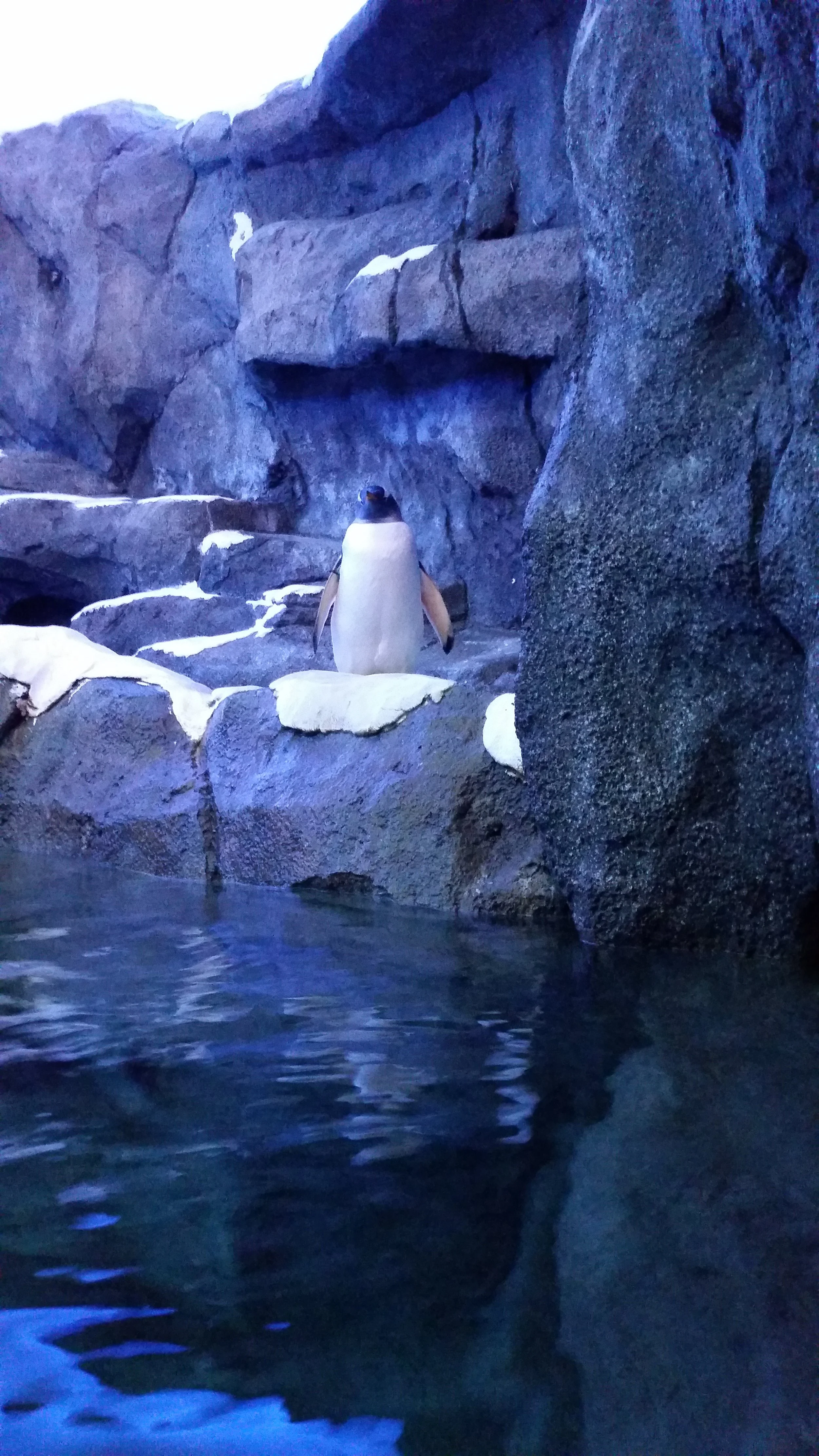 Beautiful and Safe Reno at Calgary Zoo Penguin Exhibit. — SureBond Safe ...