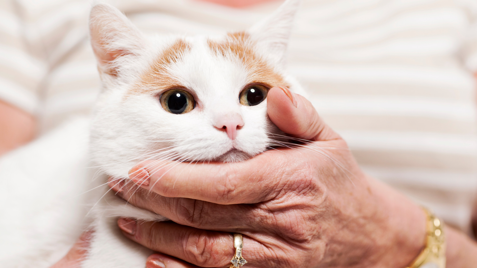 When Home Feels Too Quiet: Coping With Pet Loss in Retirement — Paw and ...