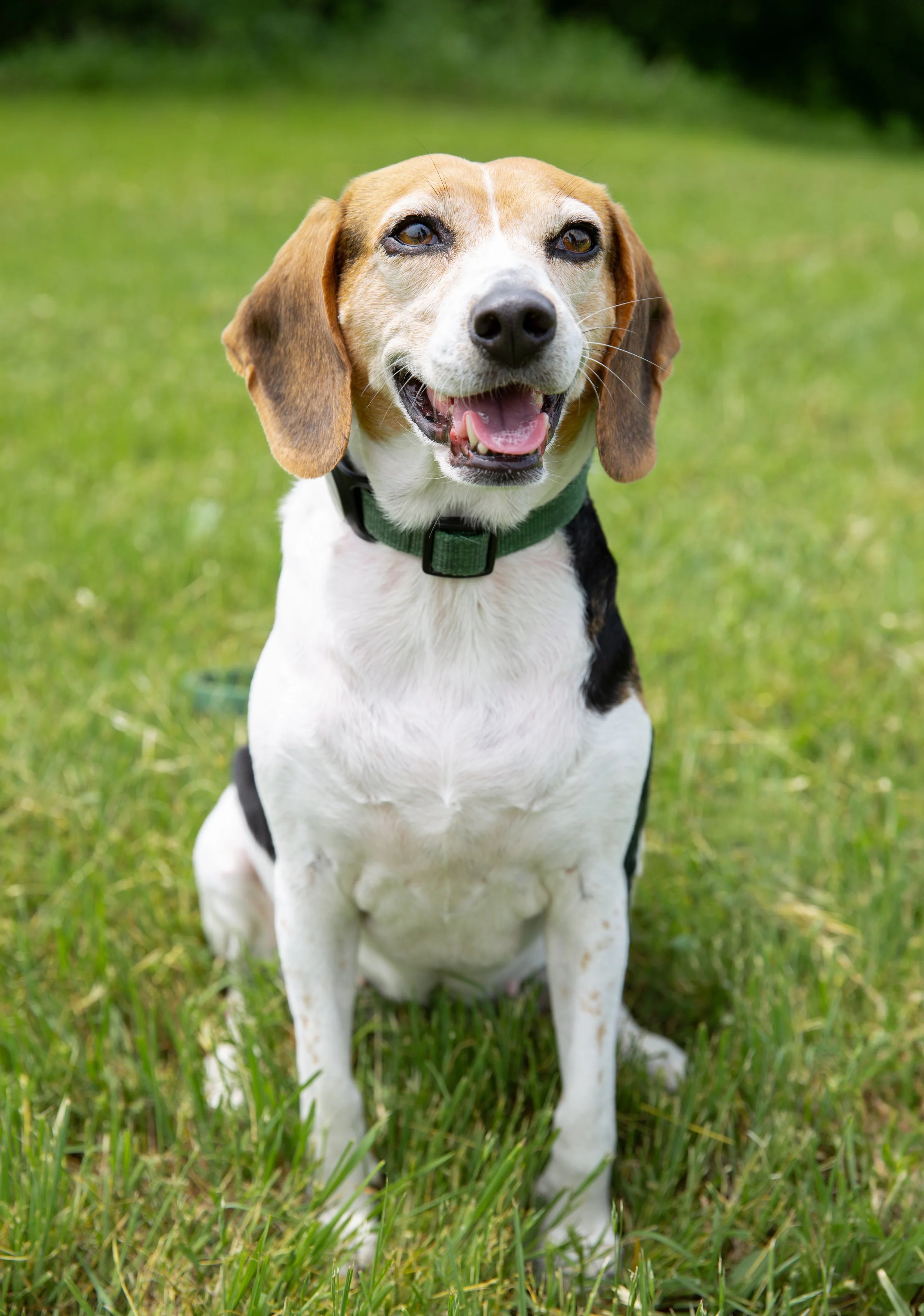 America's Favorite Pet — Colossal Impact