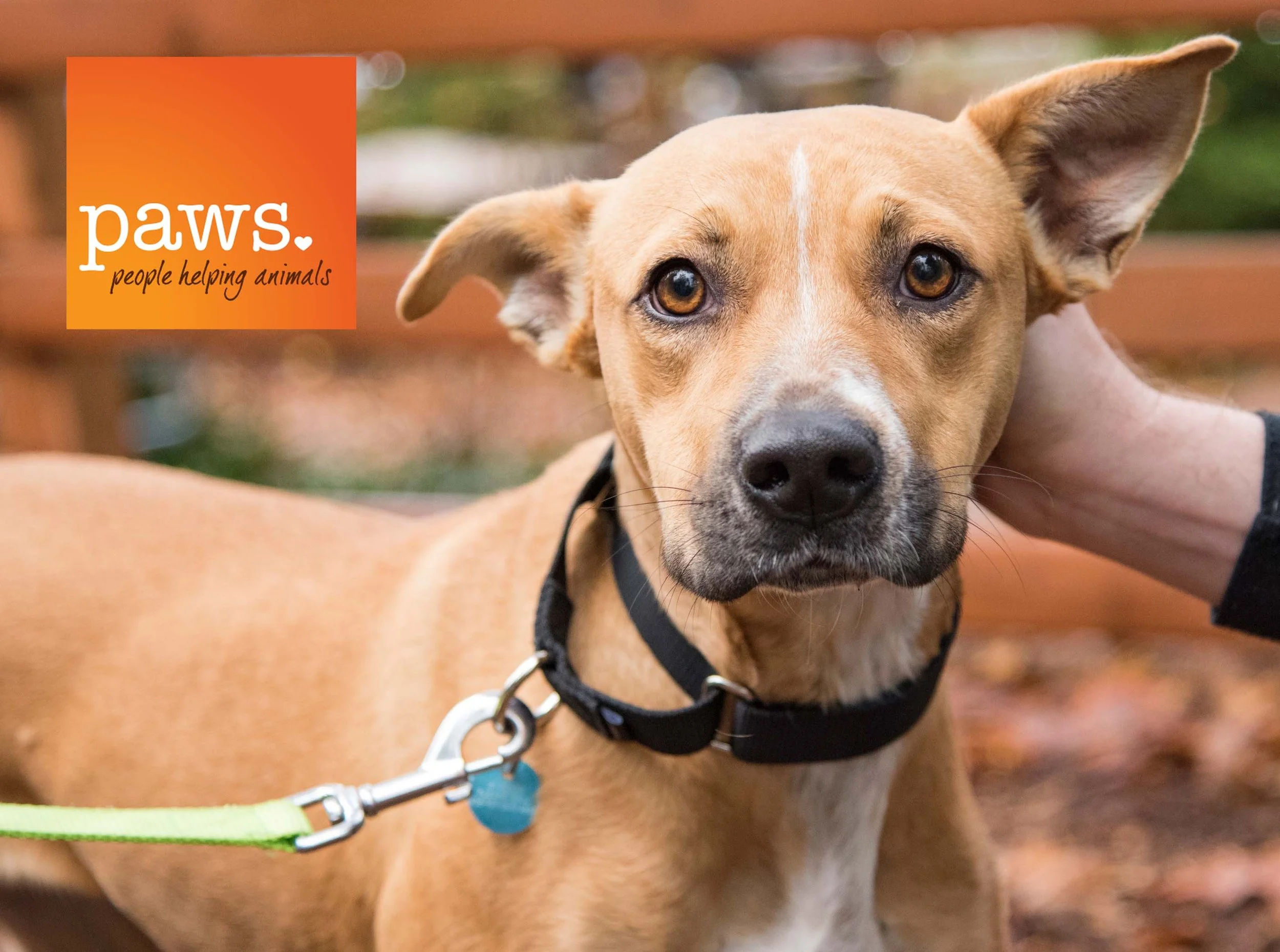 The Story Behind PAWS in Lynnwood — Colossal Impact