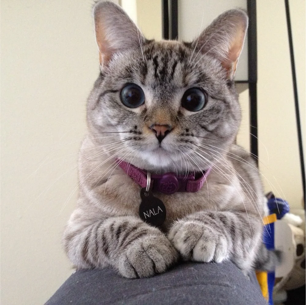 America’s Favorite Pet: Say Hello to Roscoe & Nala Cat — Colossal Impact — Colossal Impact