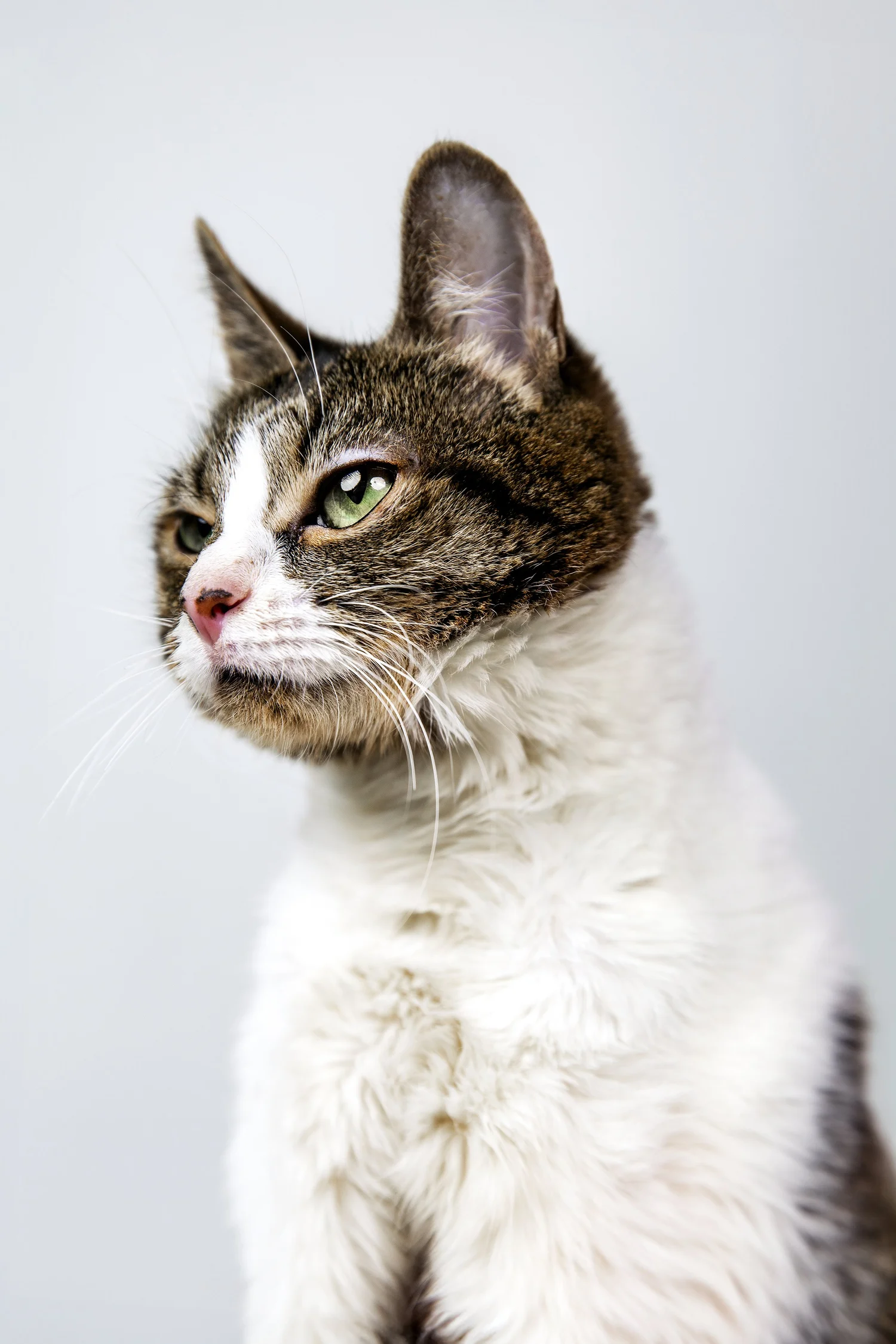 America's Favorite Pet — Colossal Impact