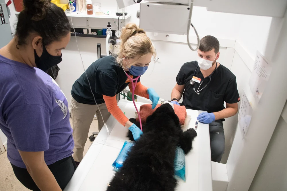 The Story Behind PAWS in Lynnwood — Colossal Impact
