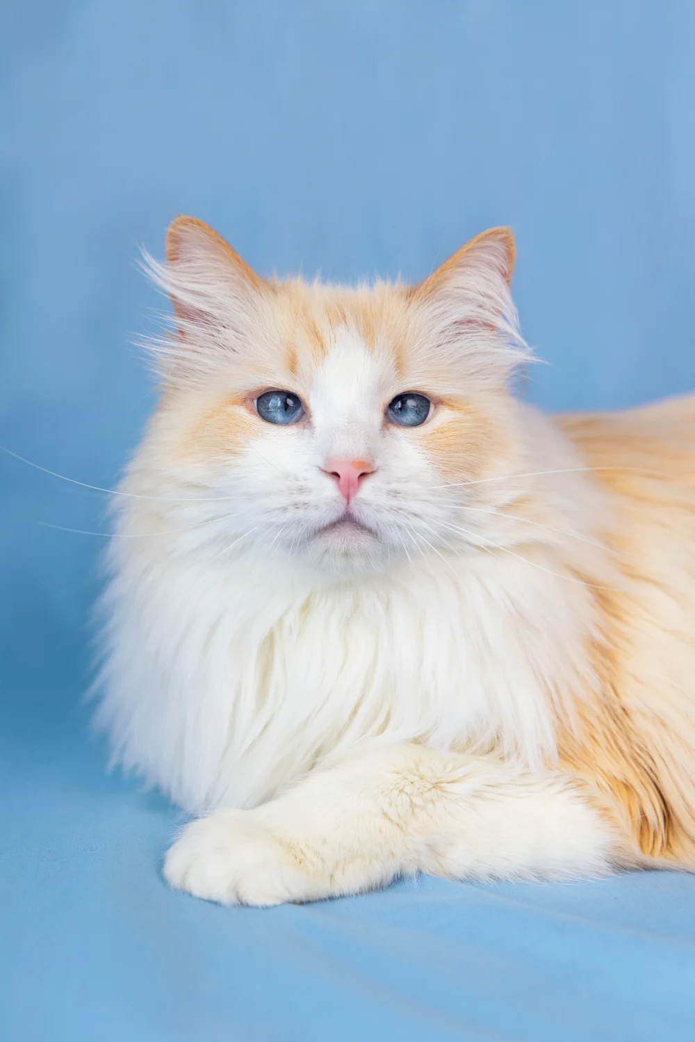 America's Favorite Pet — Colossal