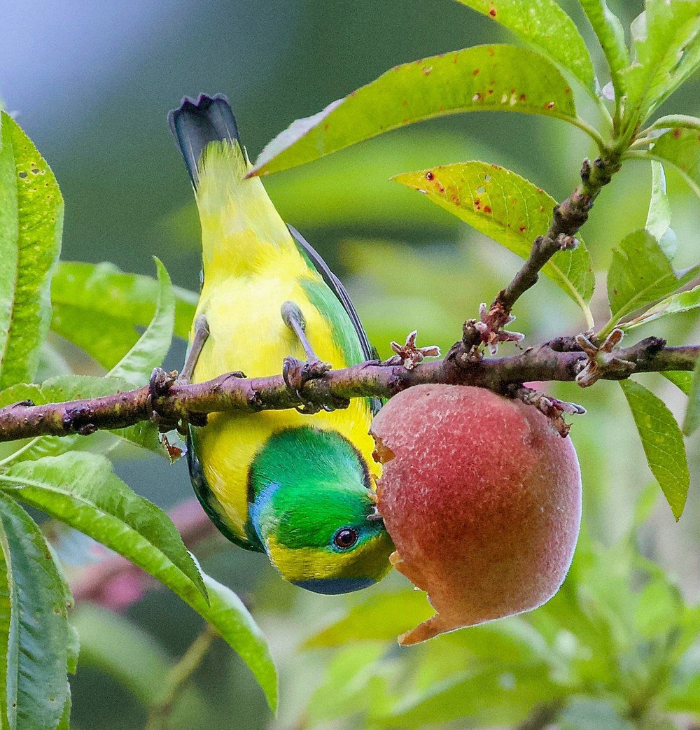 The Mindful Birding Network