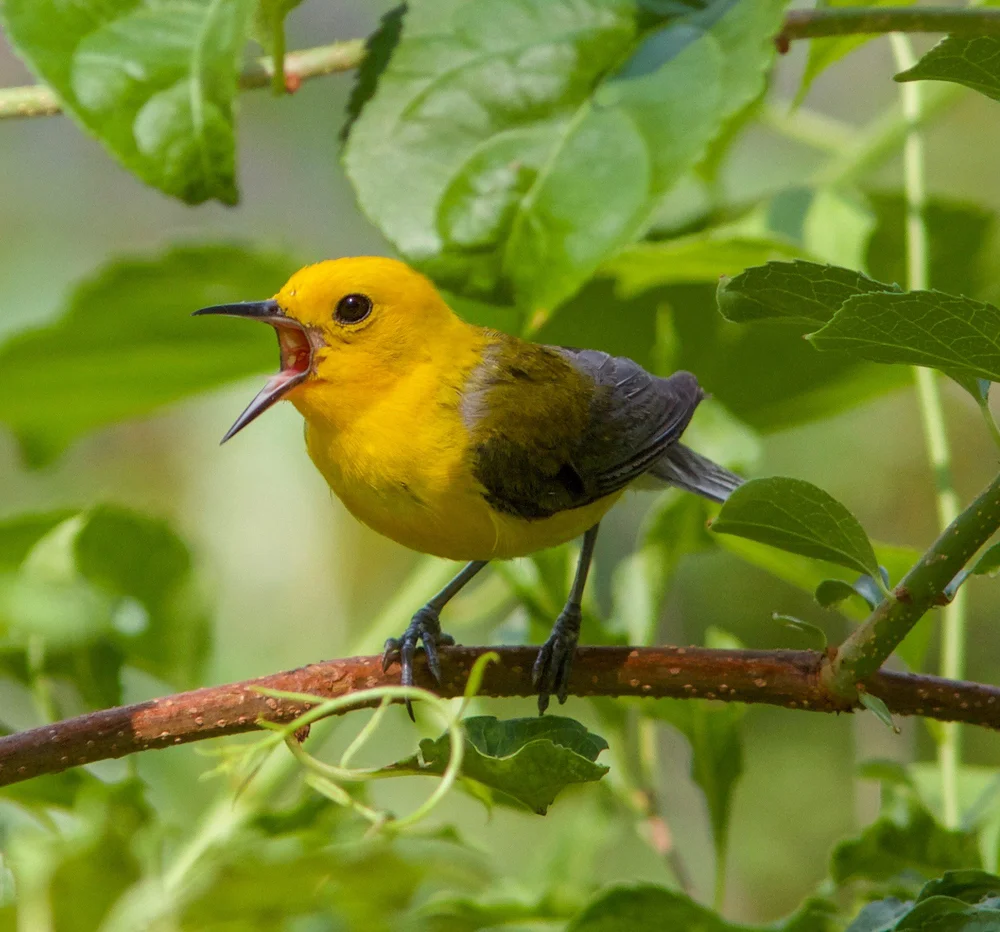 General 2 — The Mindful Birding Network