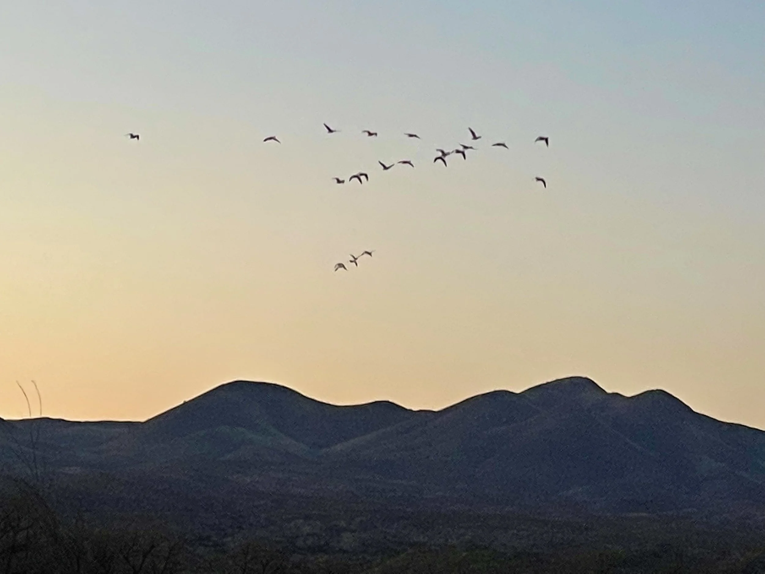 Events — The Mindful Birding Network