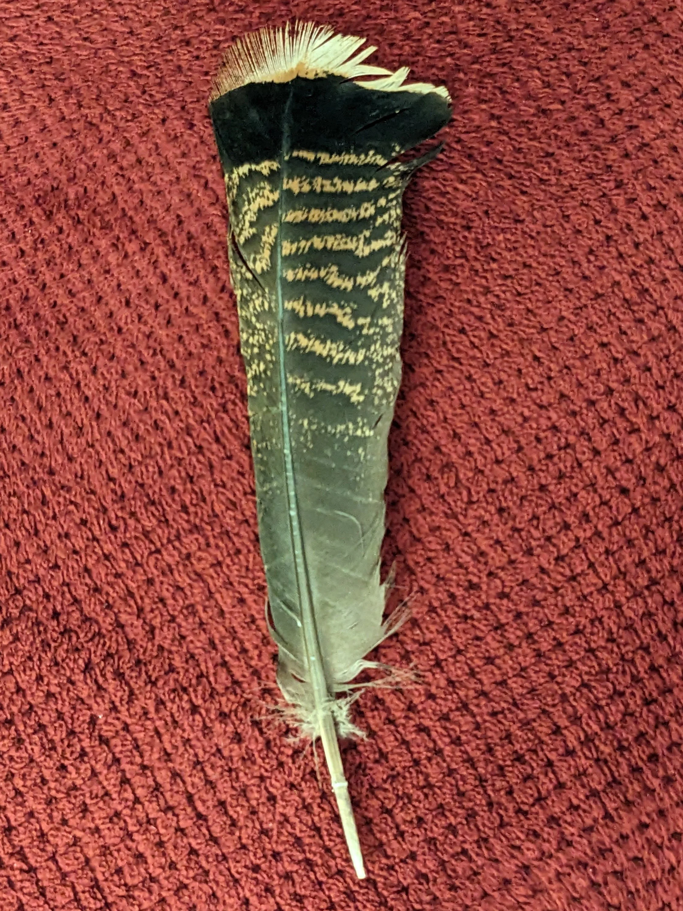 Blog 3 — The Mindful Birding Network