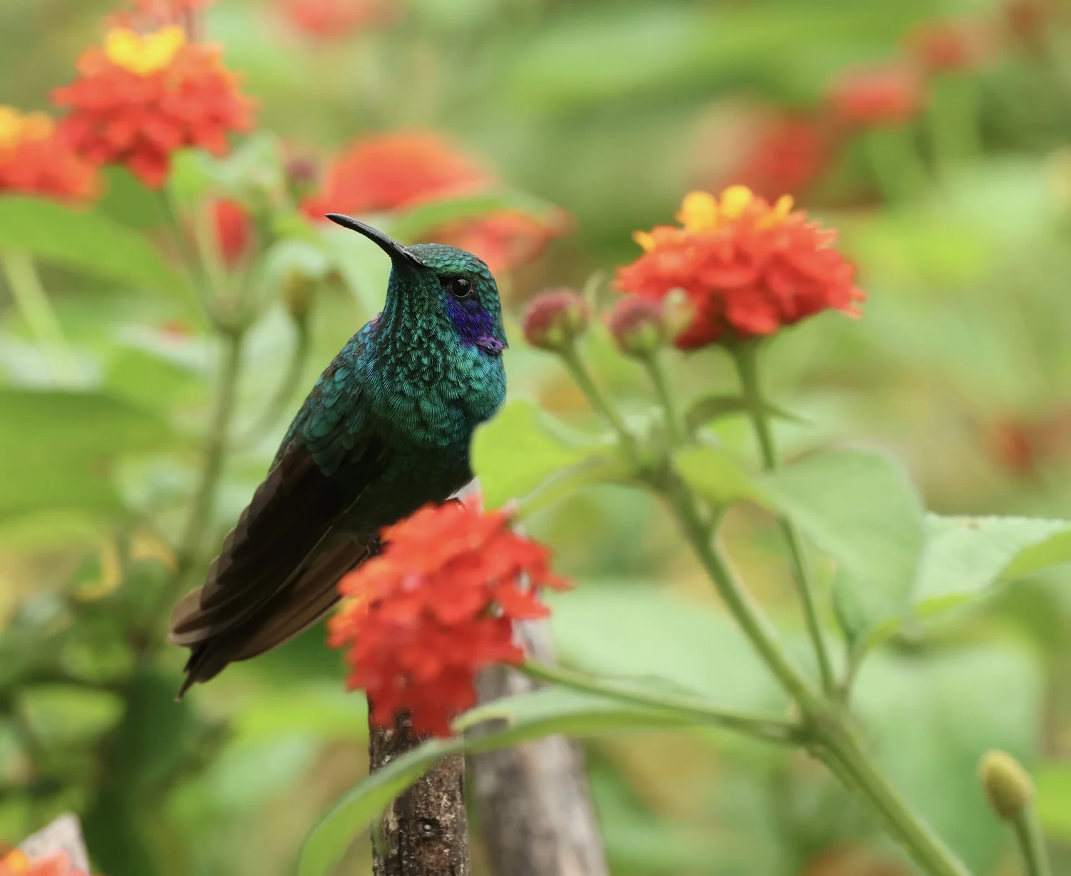 Events — The Mindful Birding Network