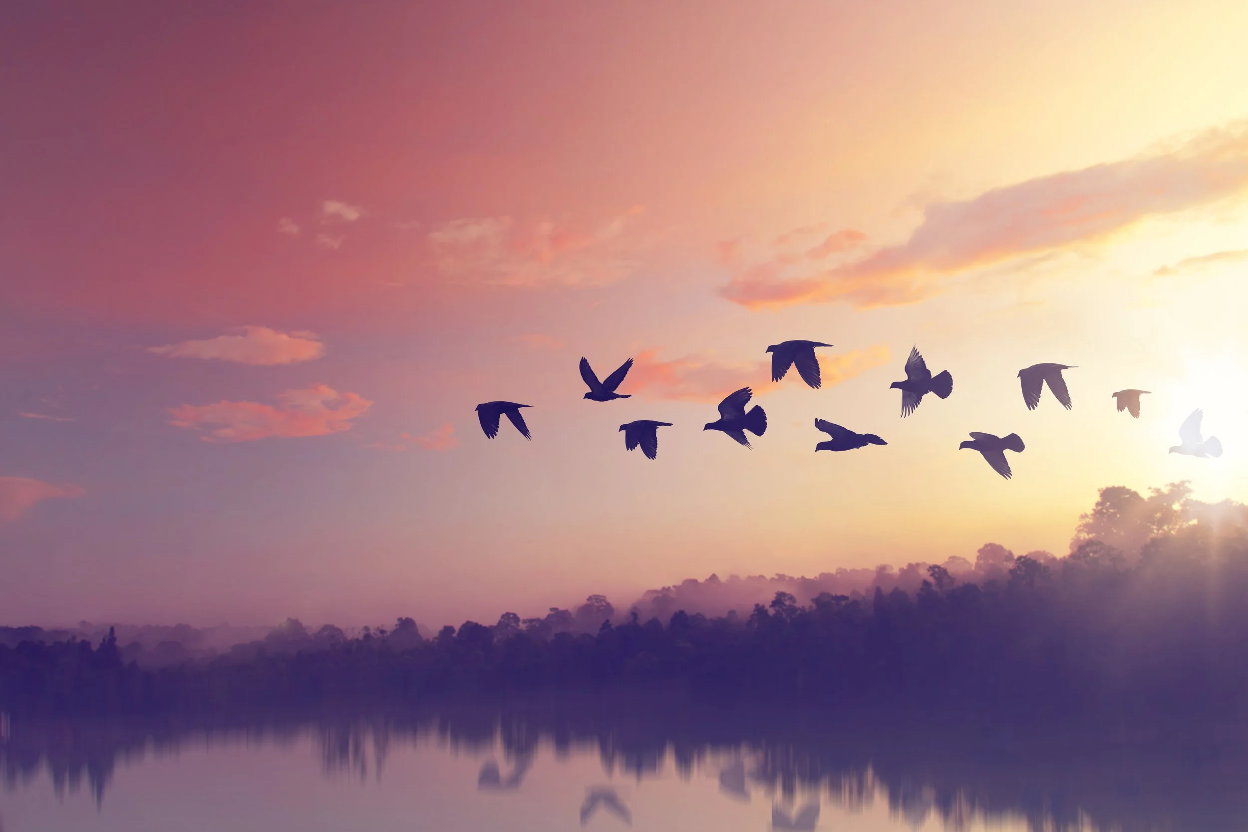 The Mindful Birding Network