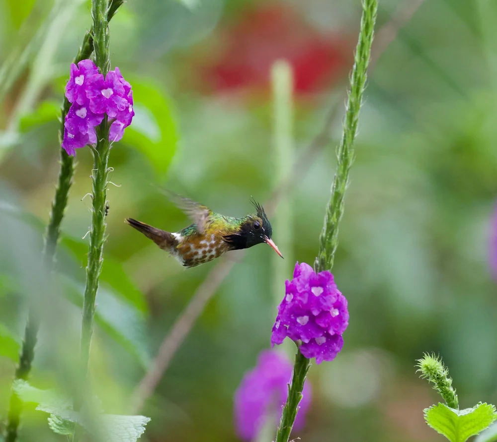 Mindful Birding — The Mindful Birding Network