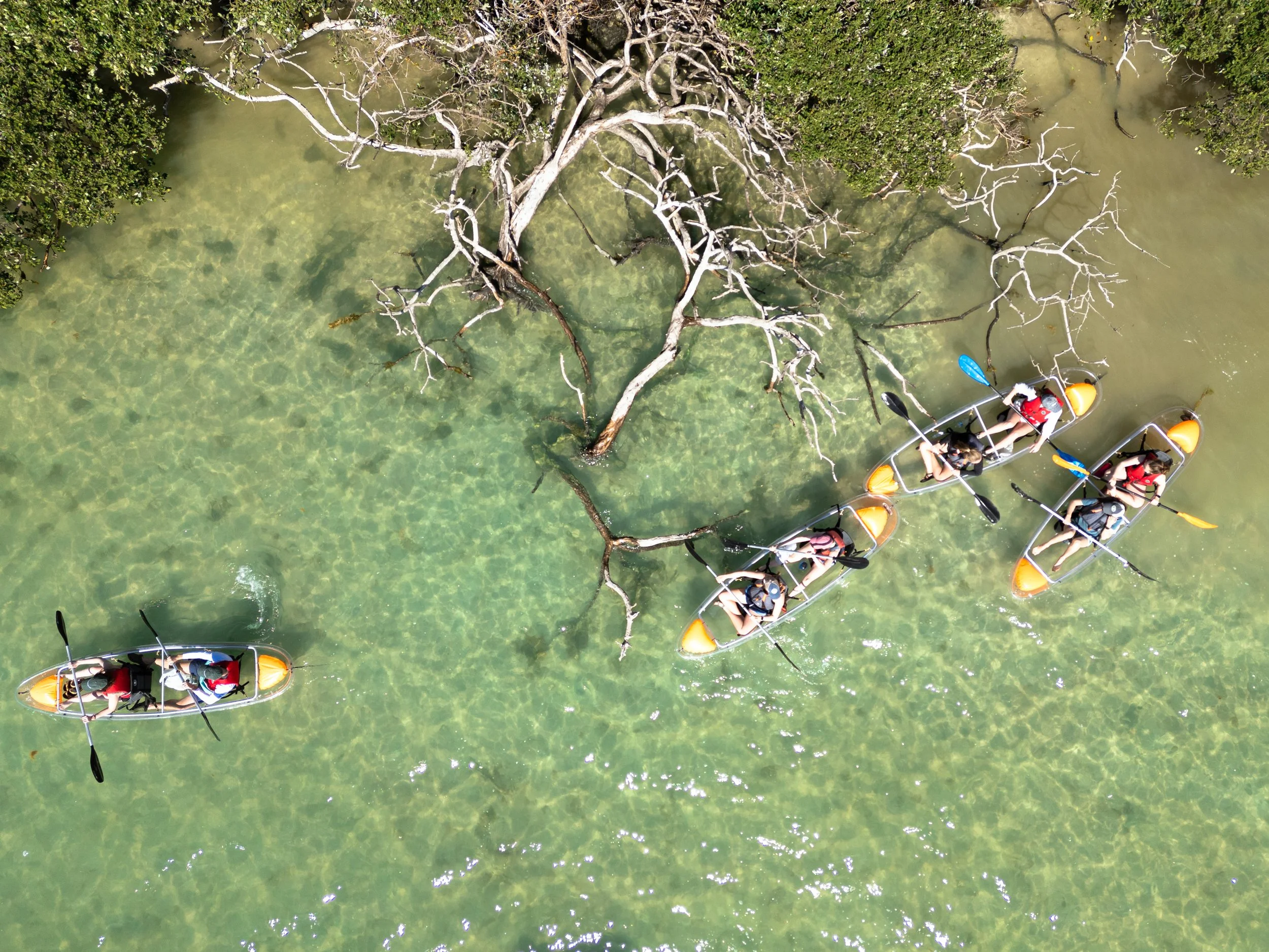Clearwater Beach Kayaking Tour: Explore Clearwater in clear kayaks