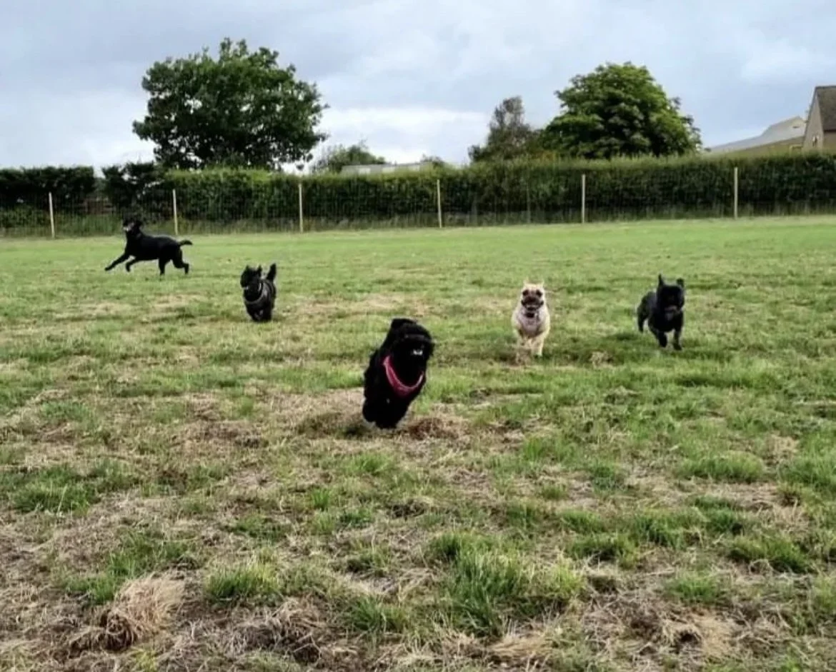 Curbridge Dog Park - Secure Dog Walking Field in Witney, Oxfordshire