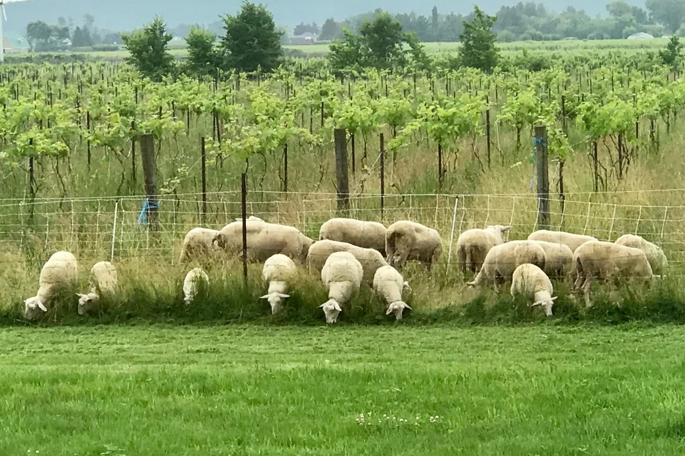 About — Reimer Vineyards Winery