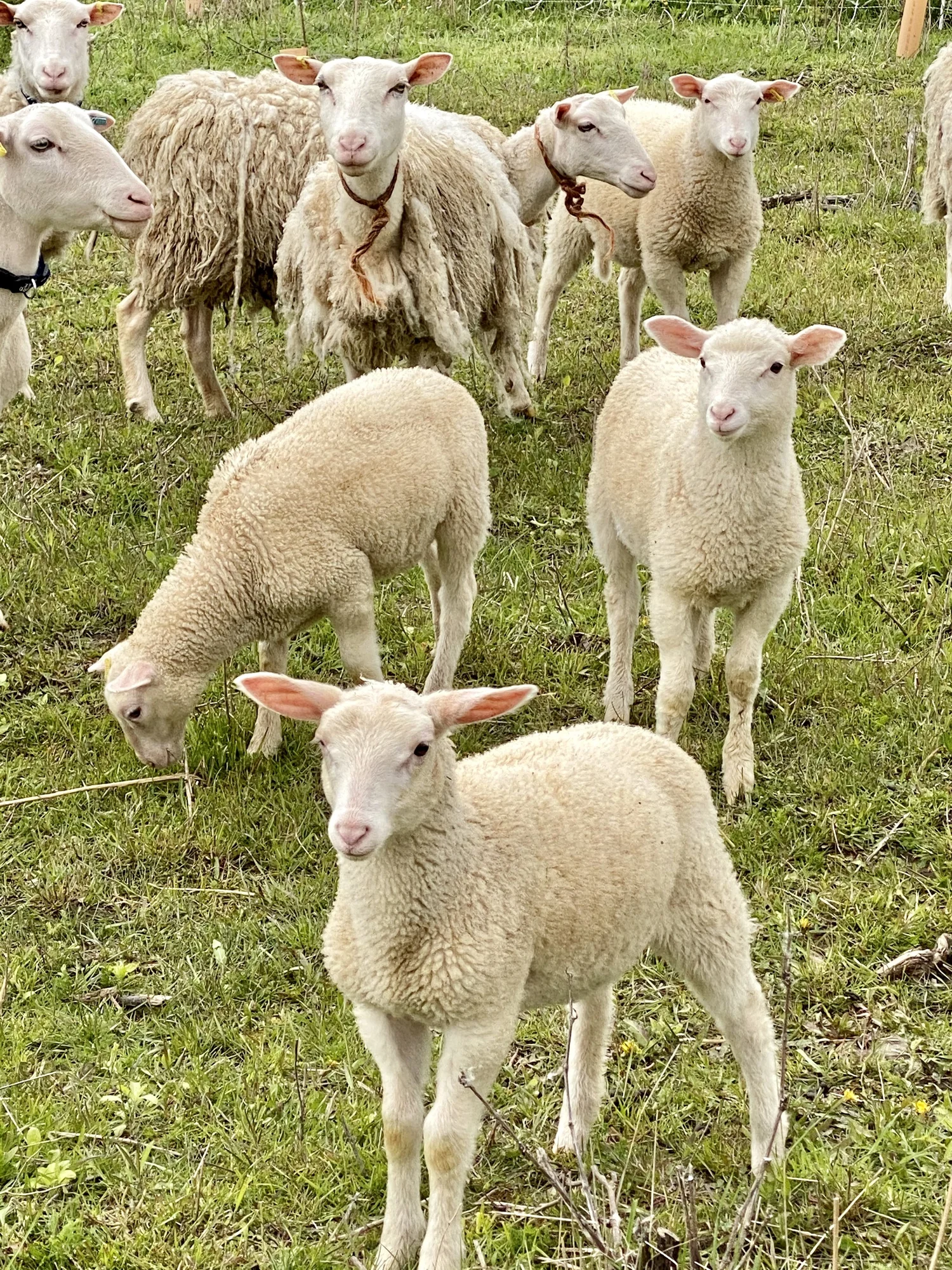 Reimer Vineyards Winery