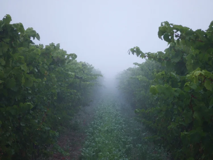 About — Reimer Vineyards Winery