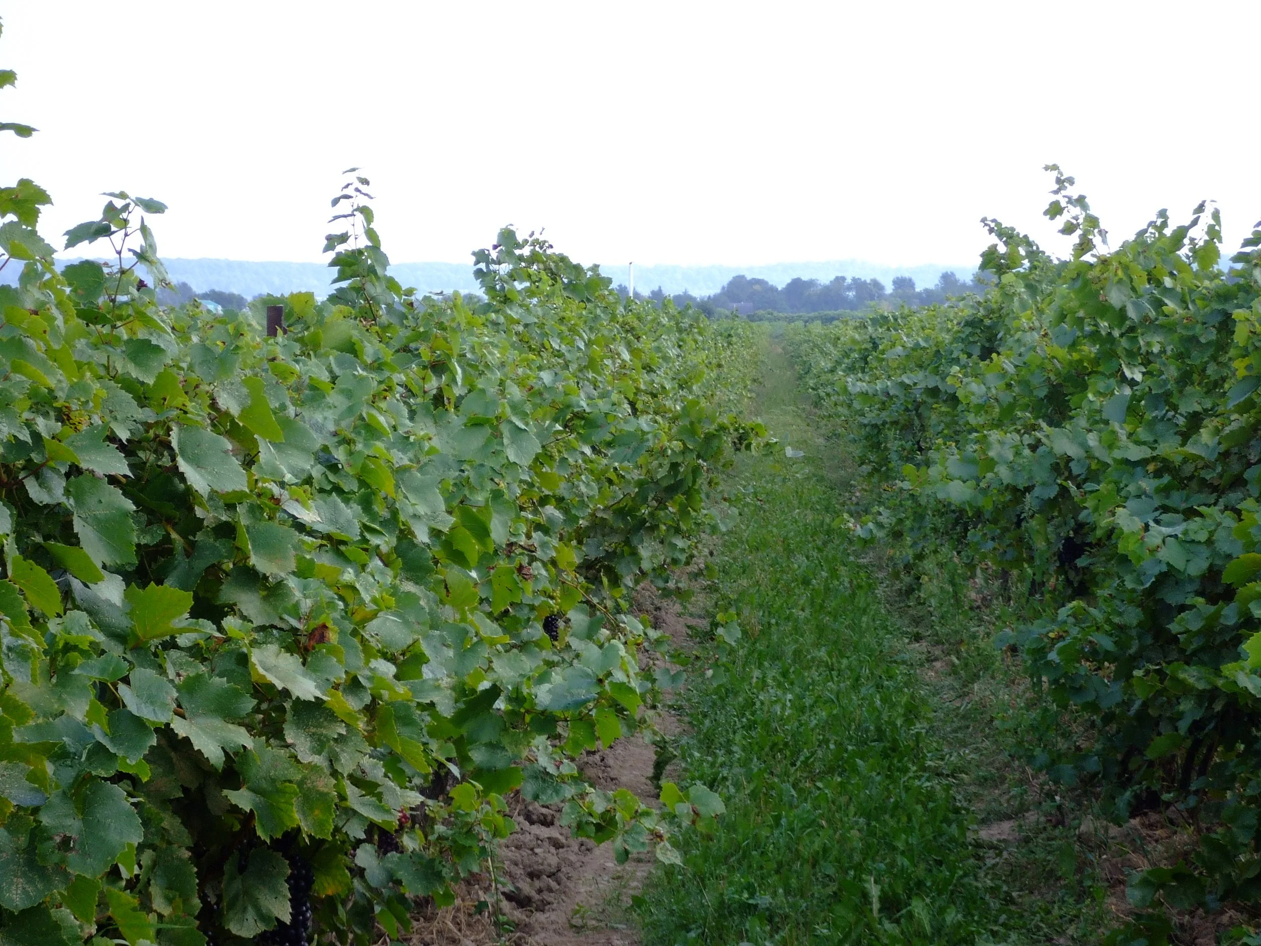 Reimer Vineyards Winery