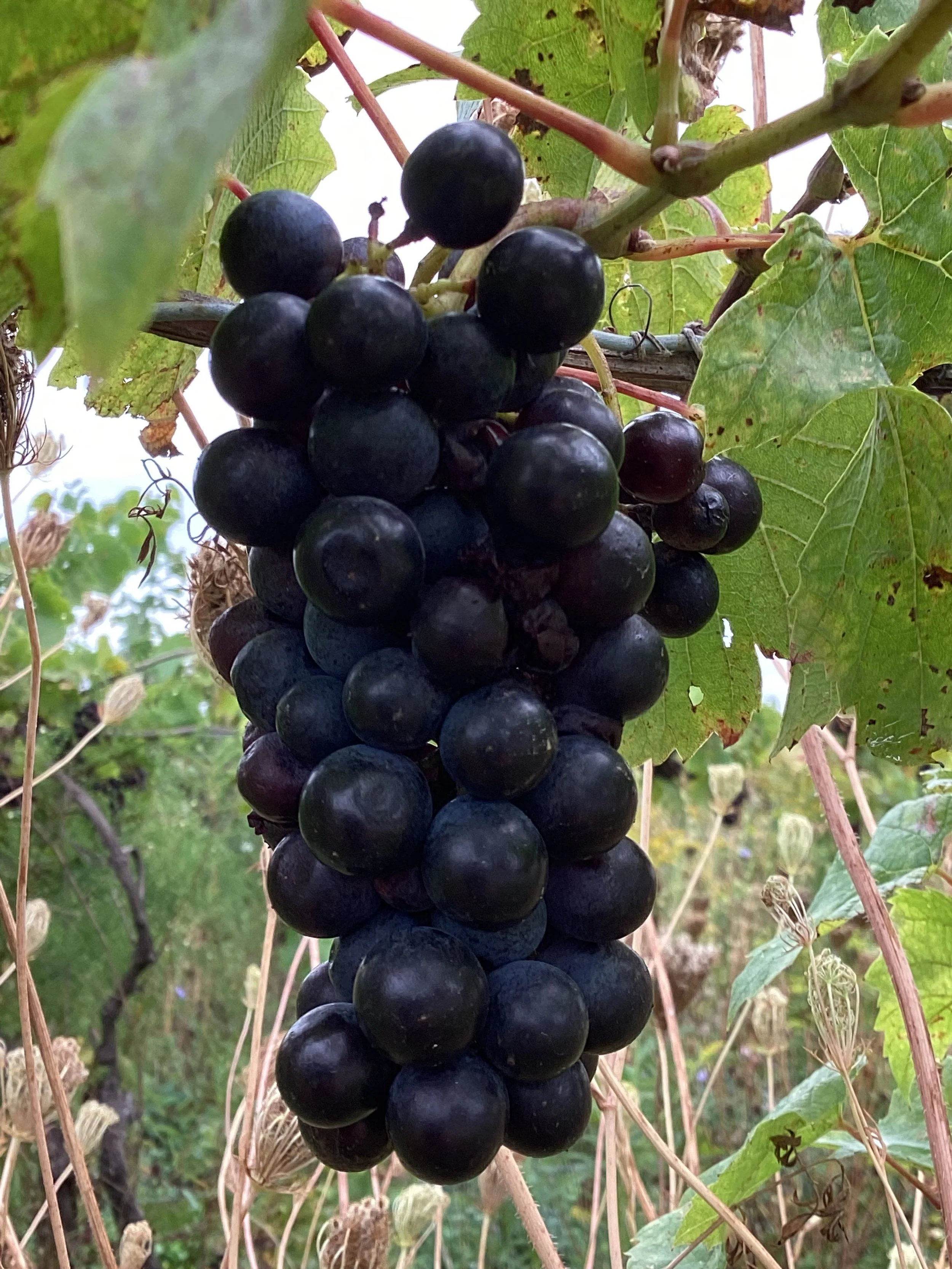 Reimer Vineyards Winery