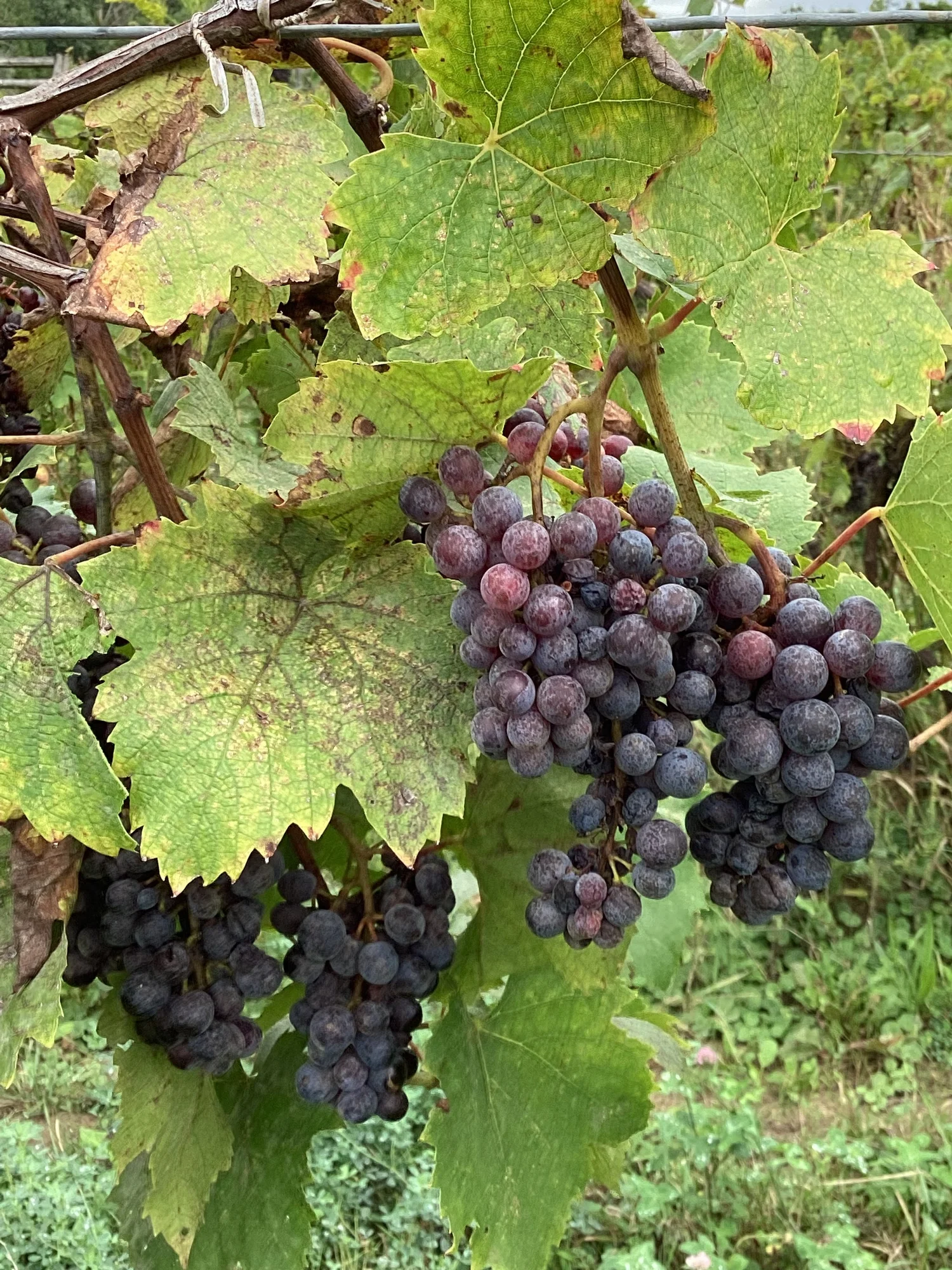 Reimer Vineyards Winery