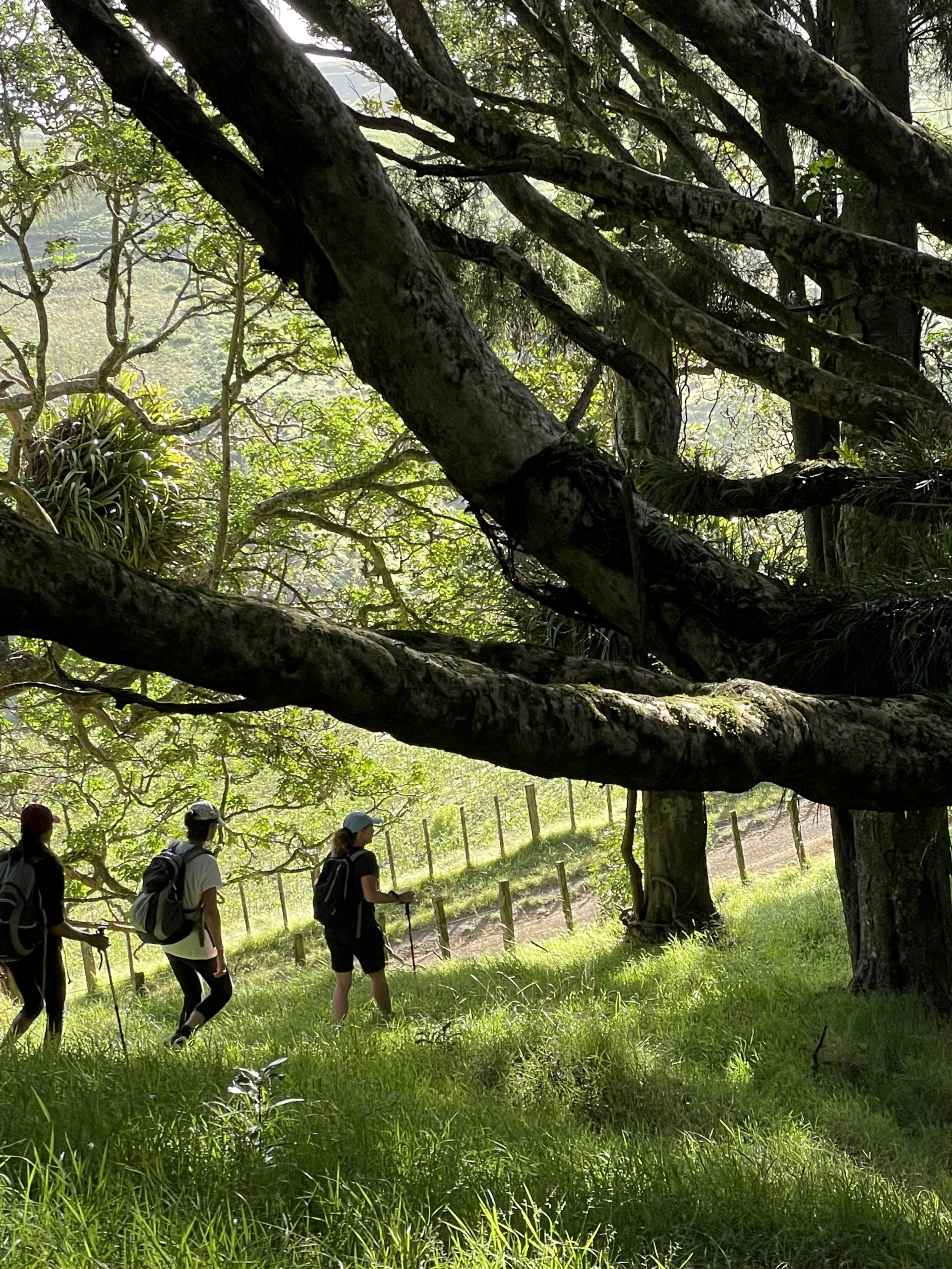 Solo Hikers — Matahuru Valley Walk