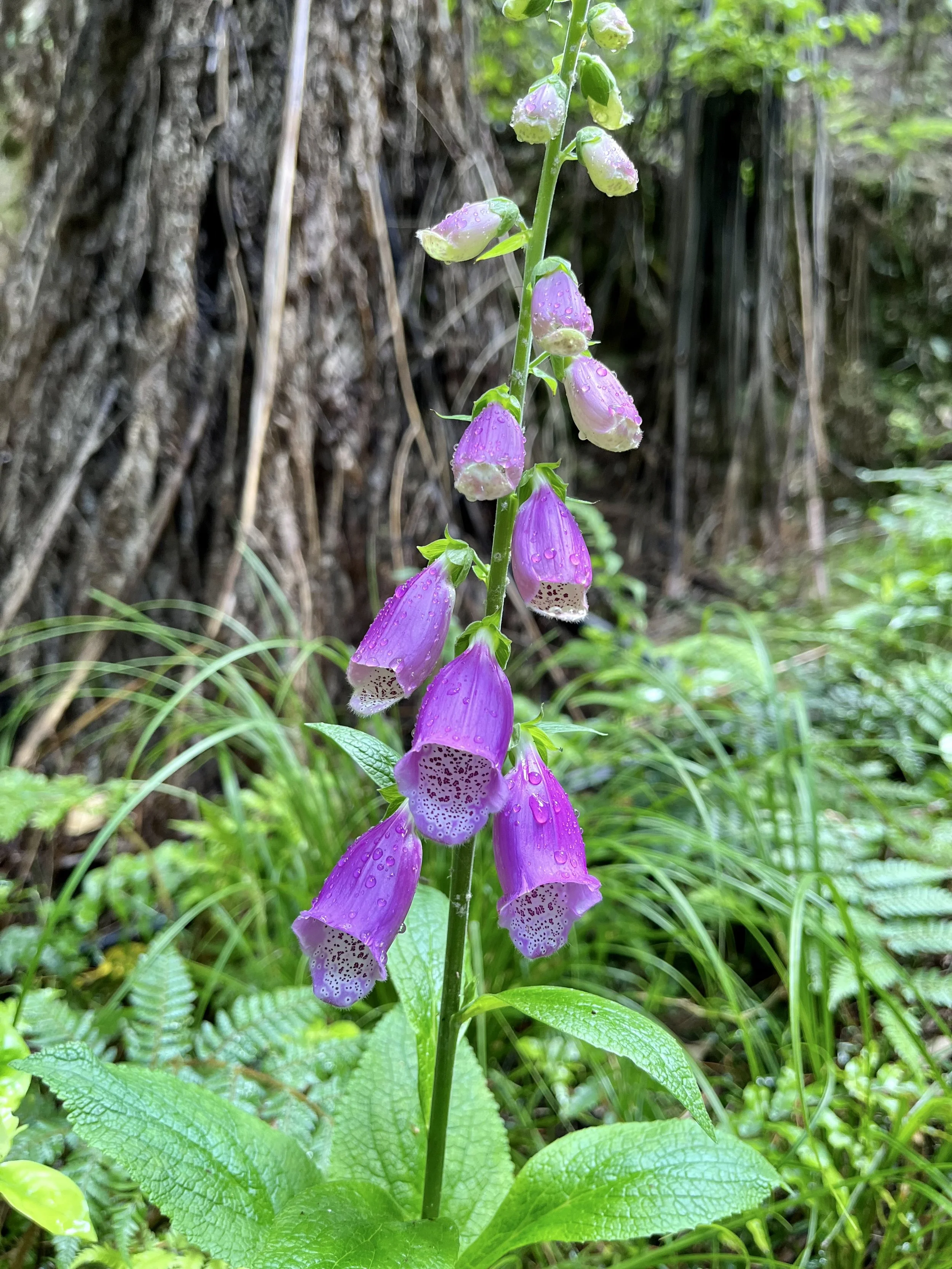The Walk — Matahuru Valley Walk