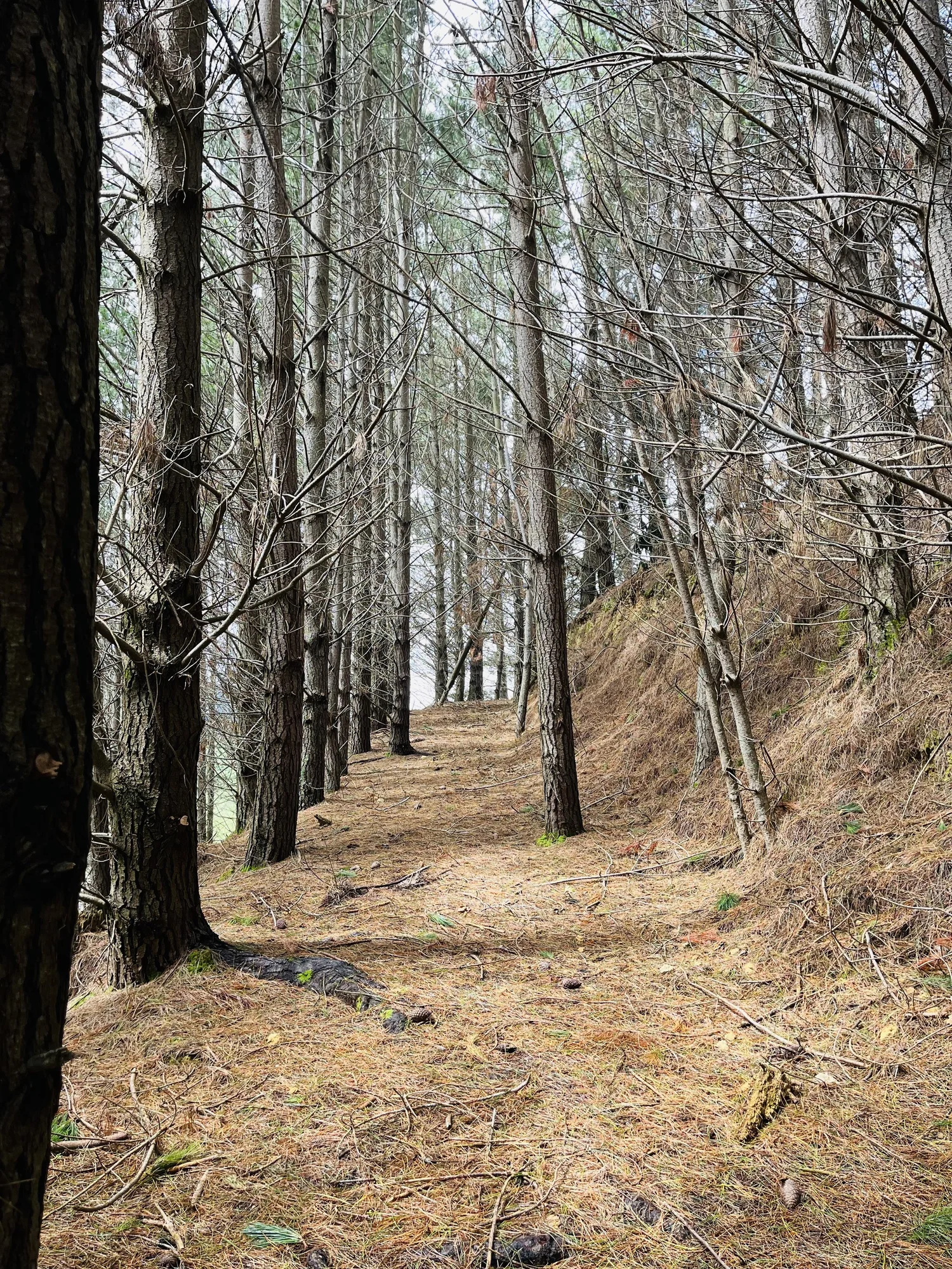 The Walk — Matahuru Valley Walk
